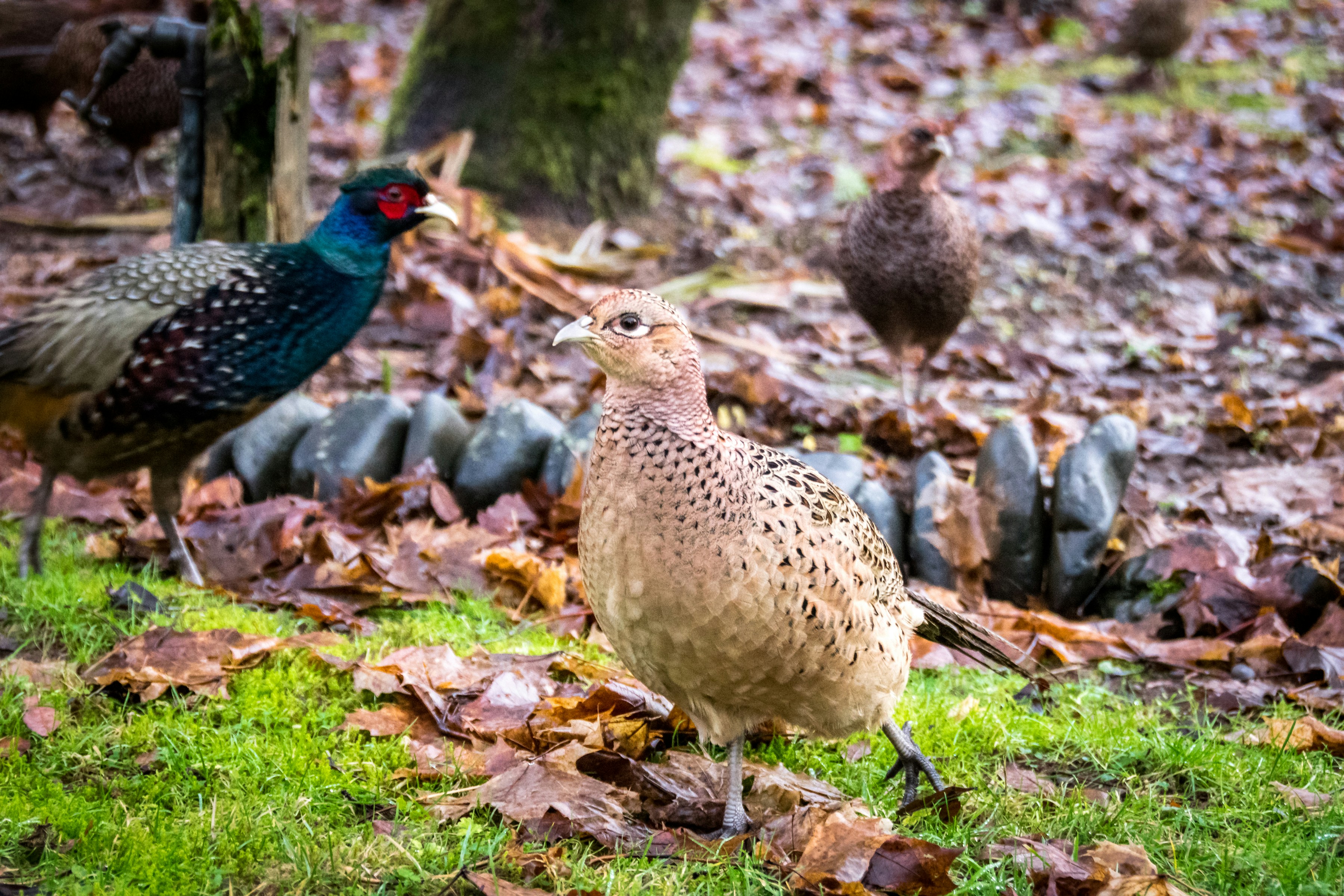 Red Grouse and Purple Gallinule in a Damp Woodland Scene