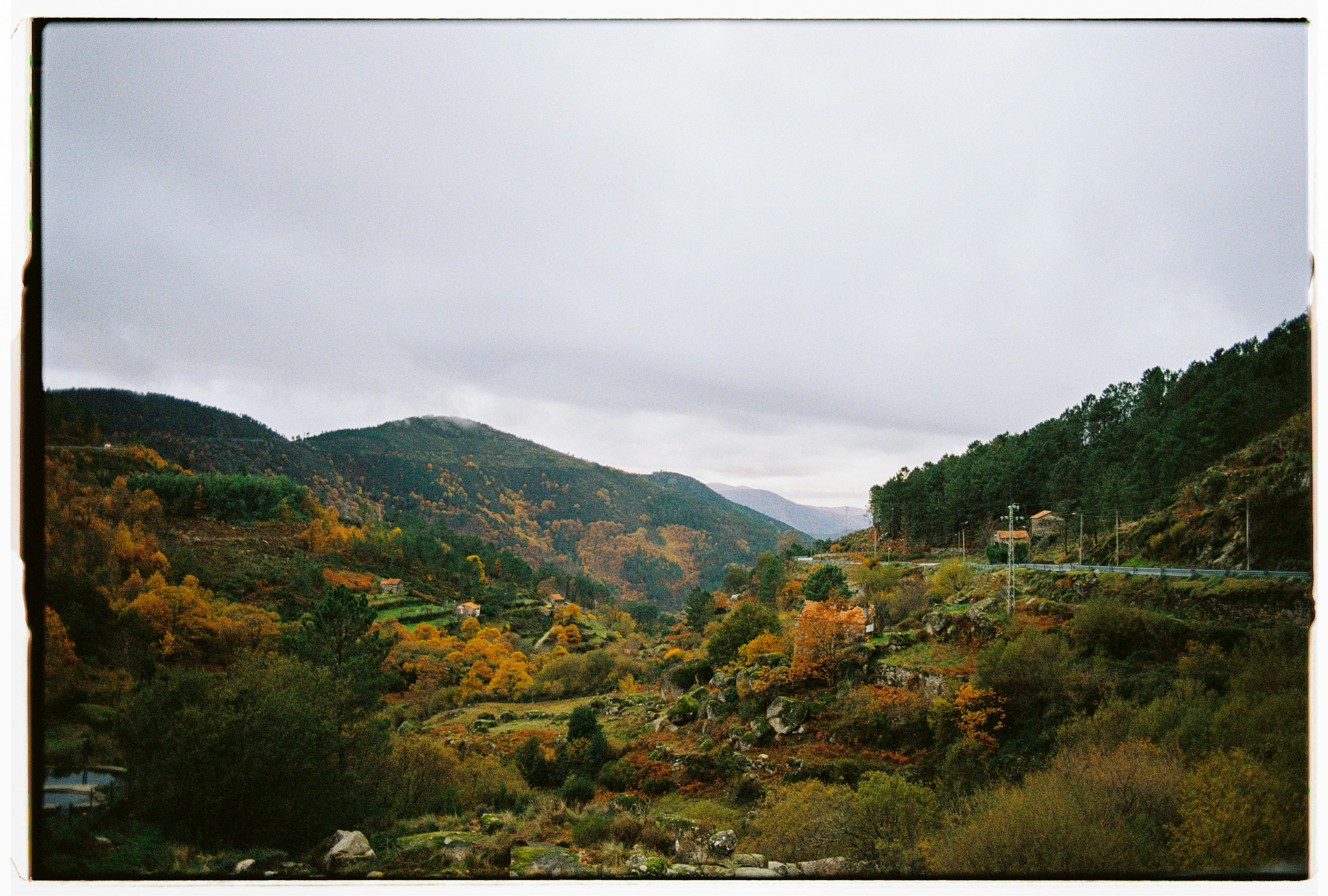 Autumn Valleys: A Winding Road Through Golden Pines
