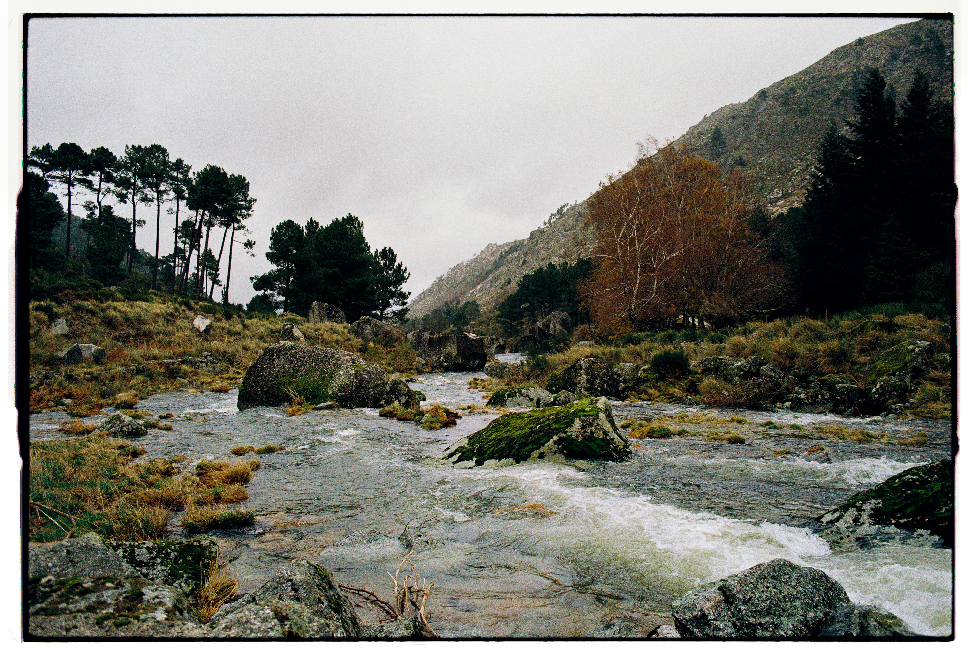 River Warden: Stones, Stream, and Silent Pines