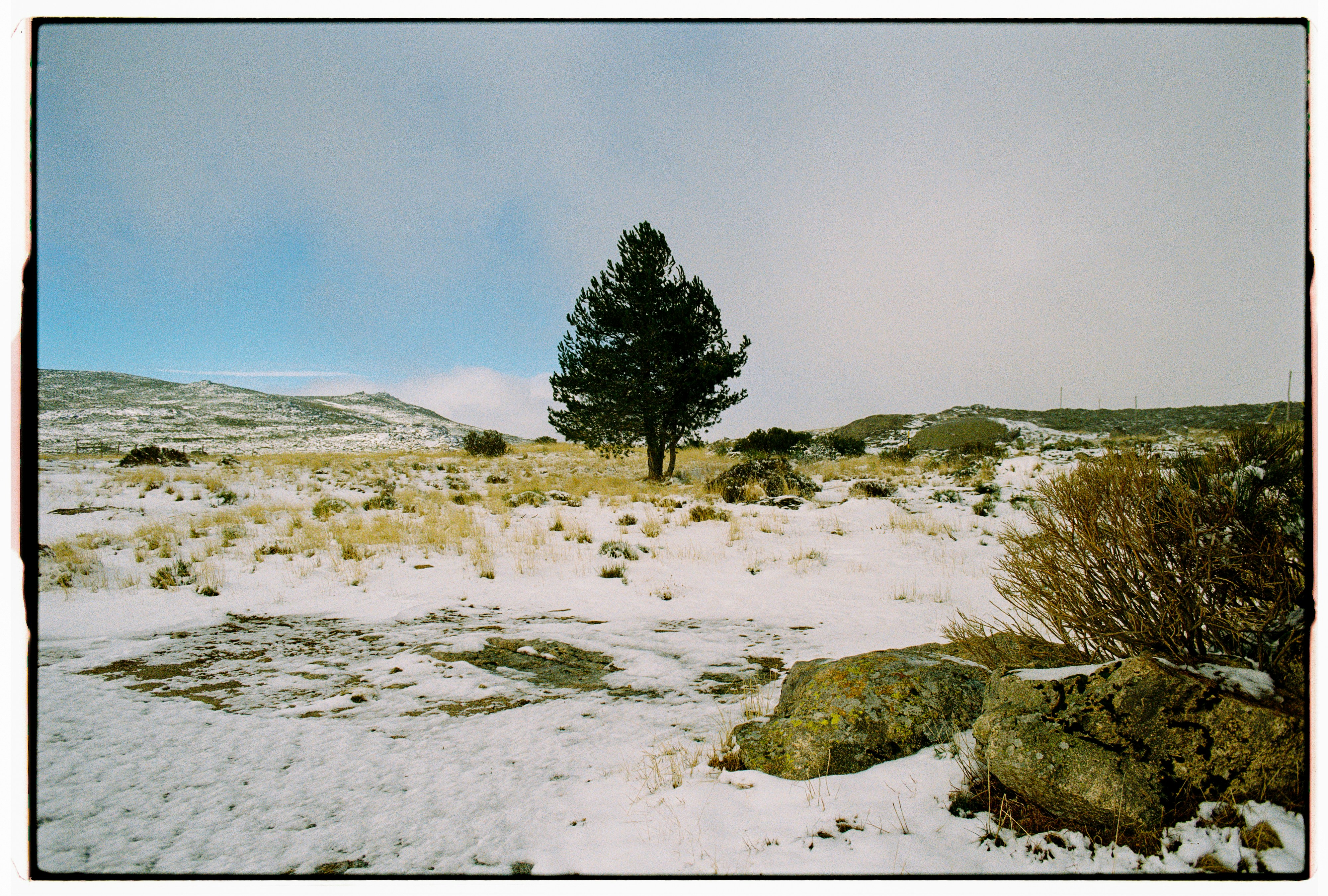 A lone tree stands in a snowy, barren landscape. photo – Free Winter ...