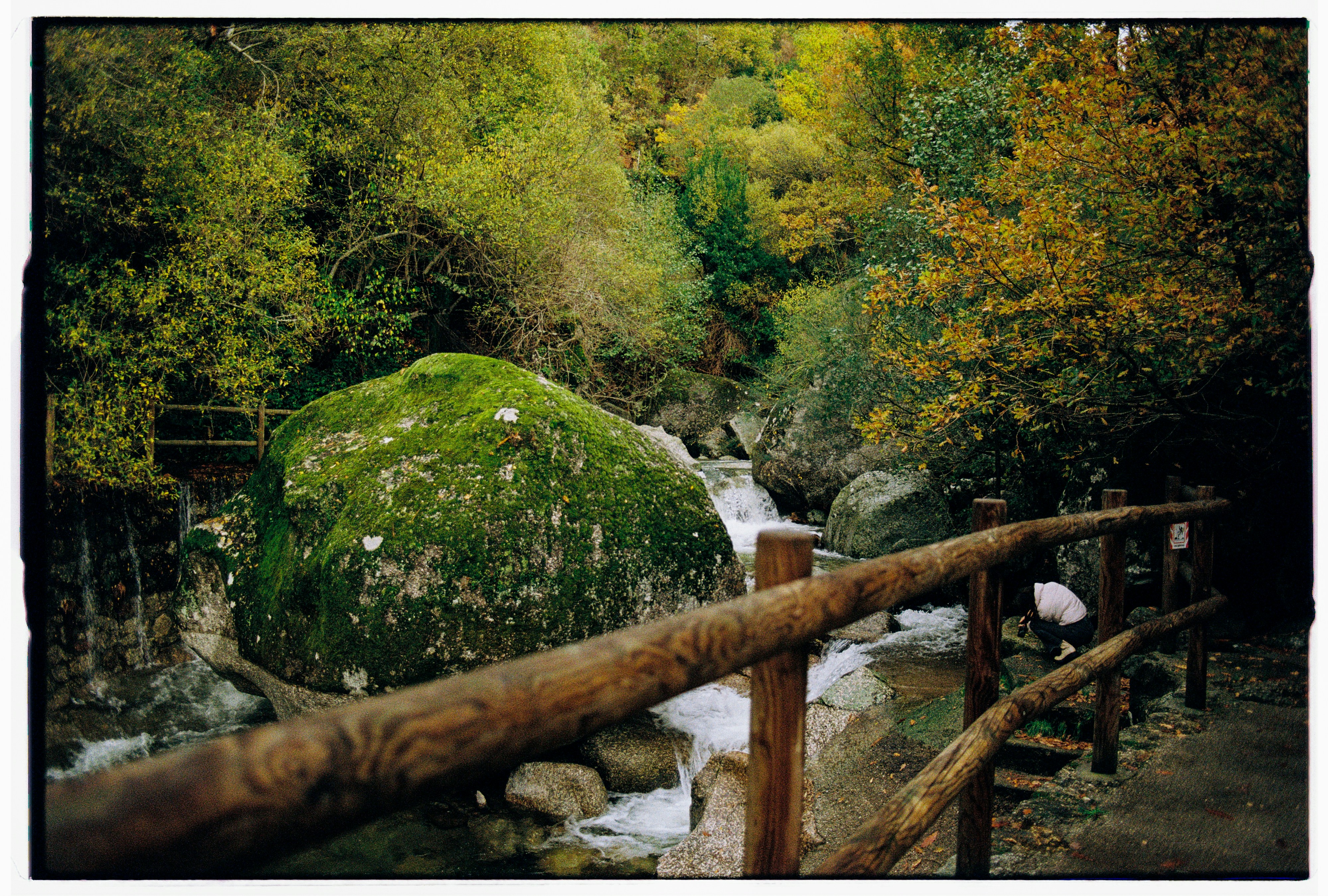 Moss-Cilled Stream Path: A Wooden Bridge Through Autumn Quiet