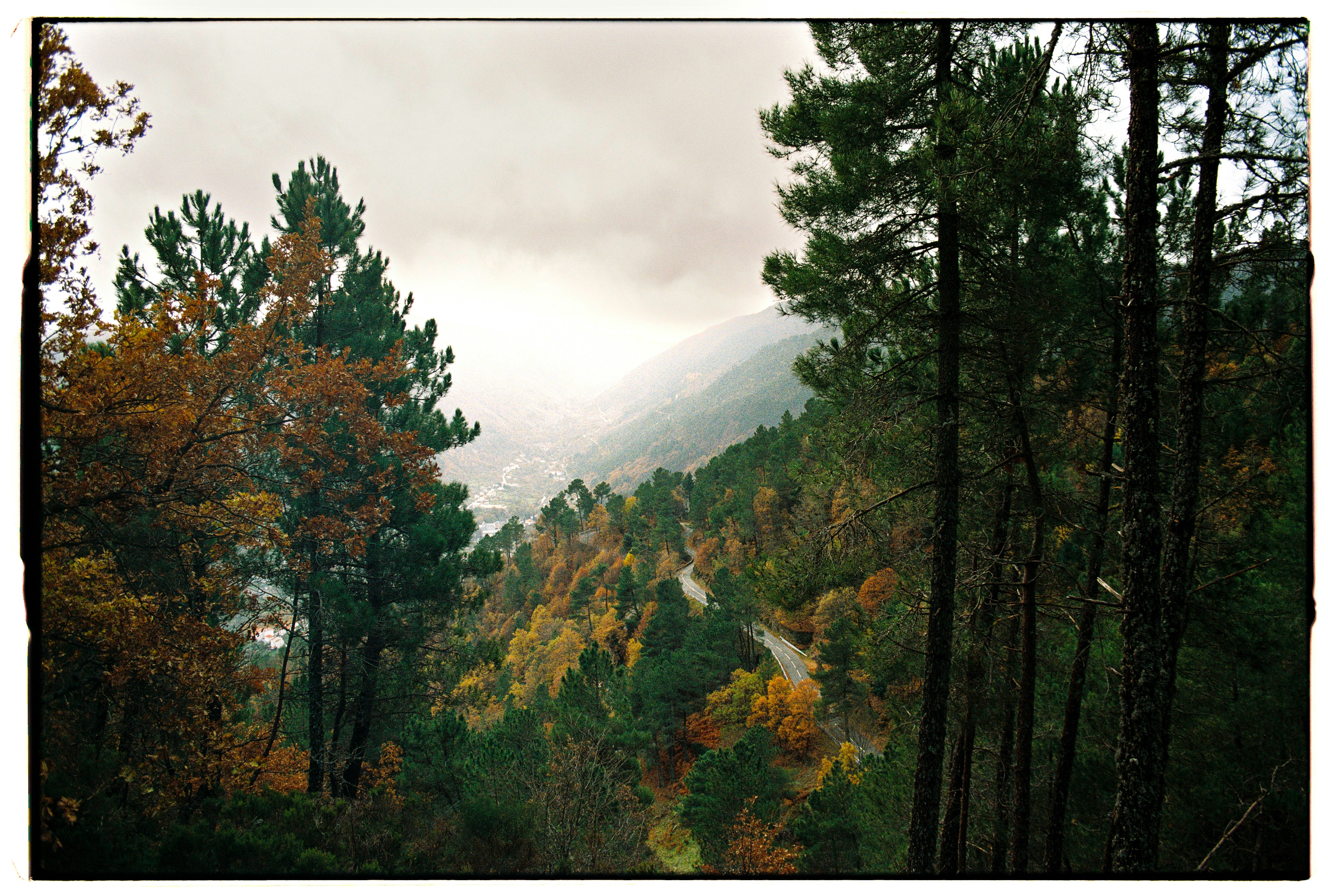 Autumn Ridge Through the Pine Thicket