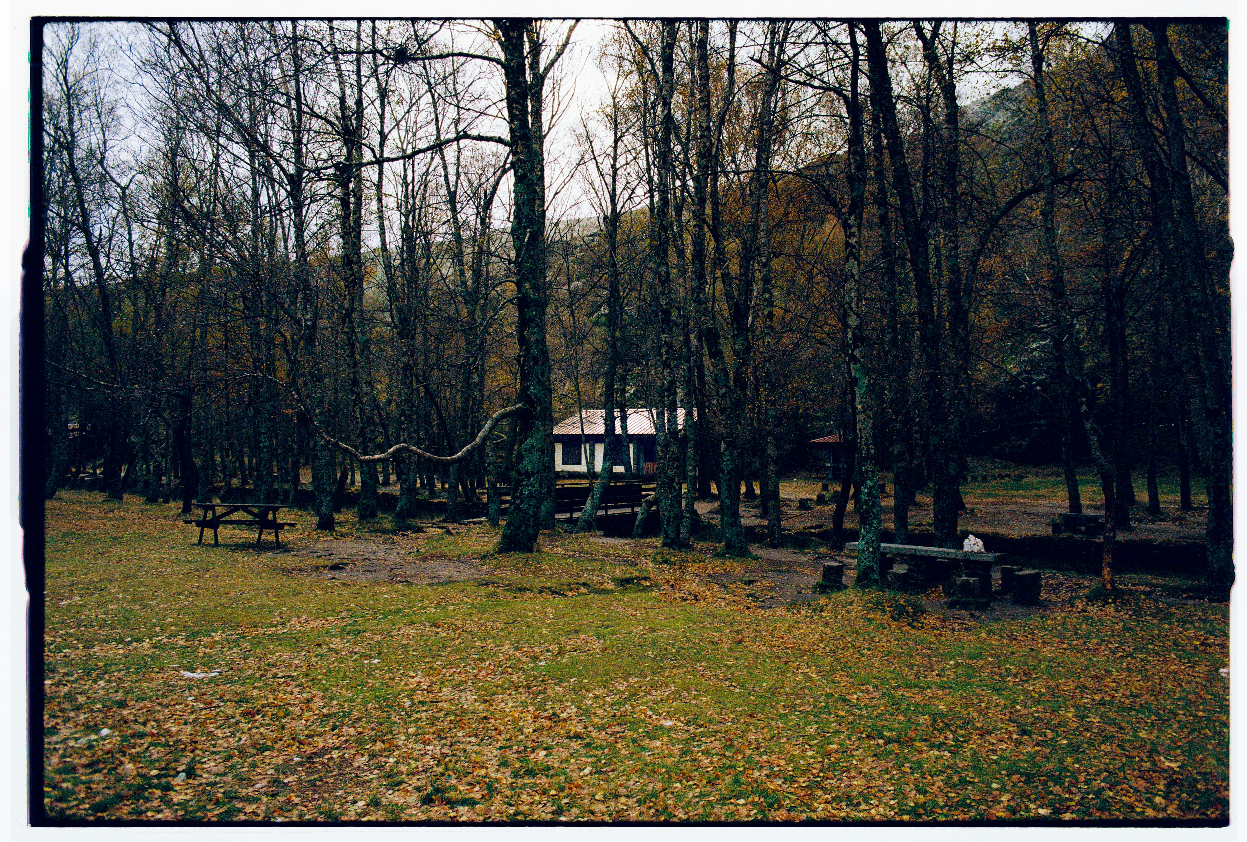 Autumn Clearing at the Park Gate