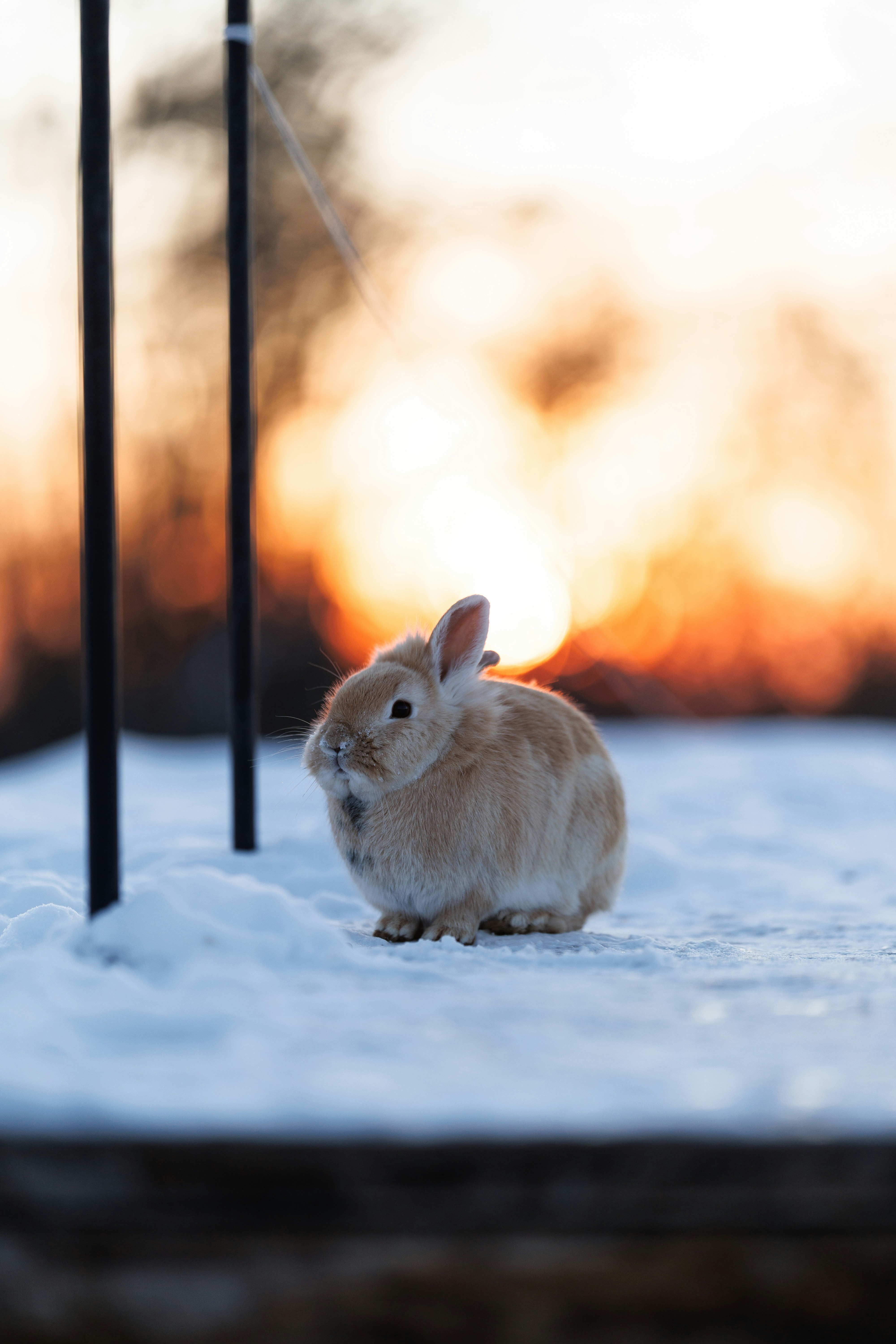 Winter’s Gentle Sentinel: A Snowy Stroll with a Quiet Rabbit