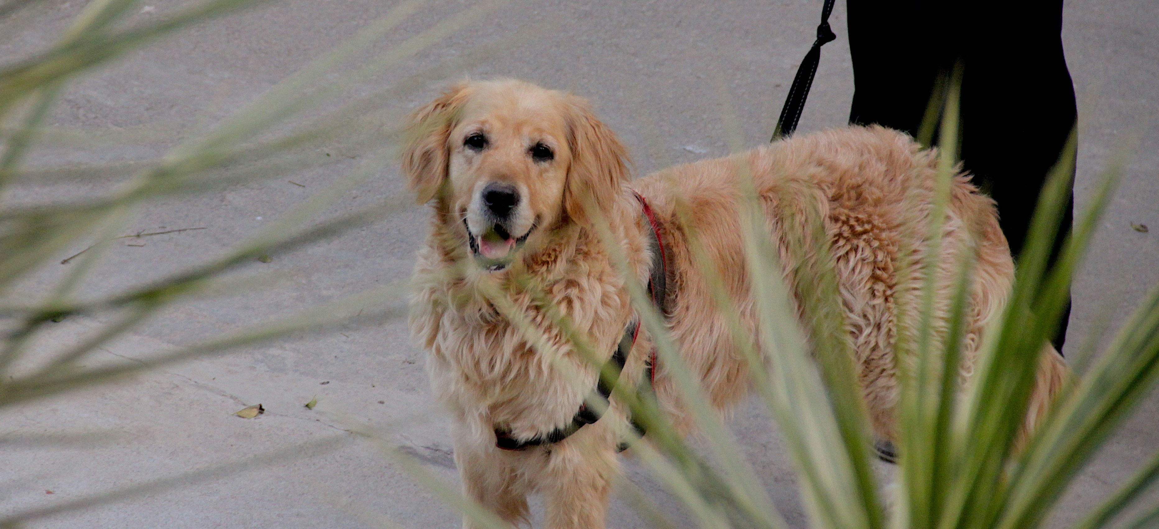 Golden Moment on the Path: A Friendly Retriever in Soft Light