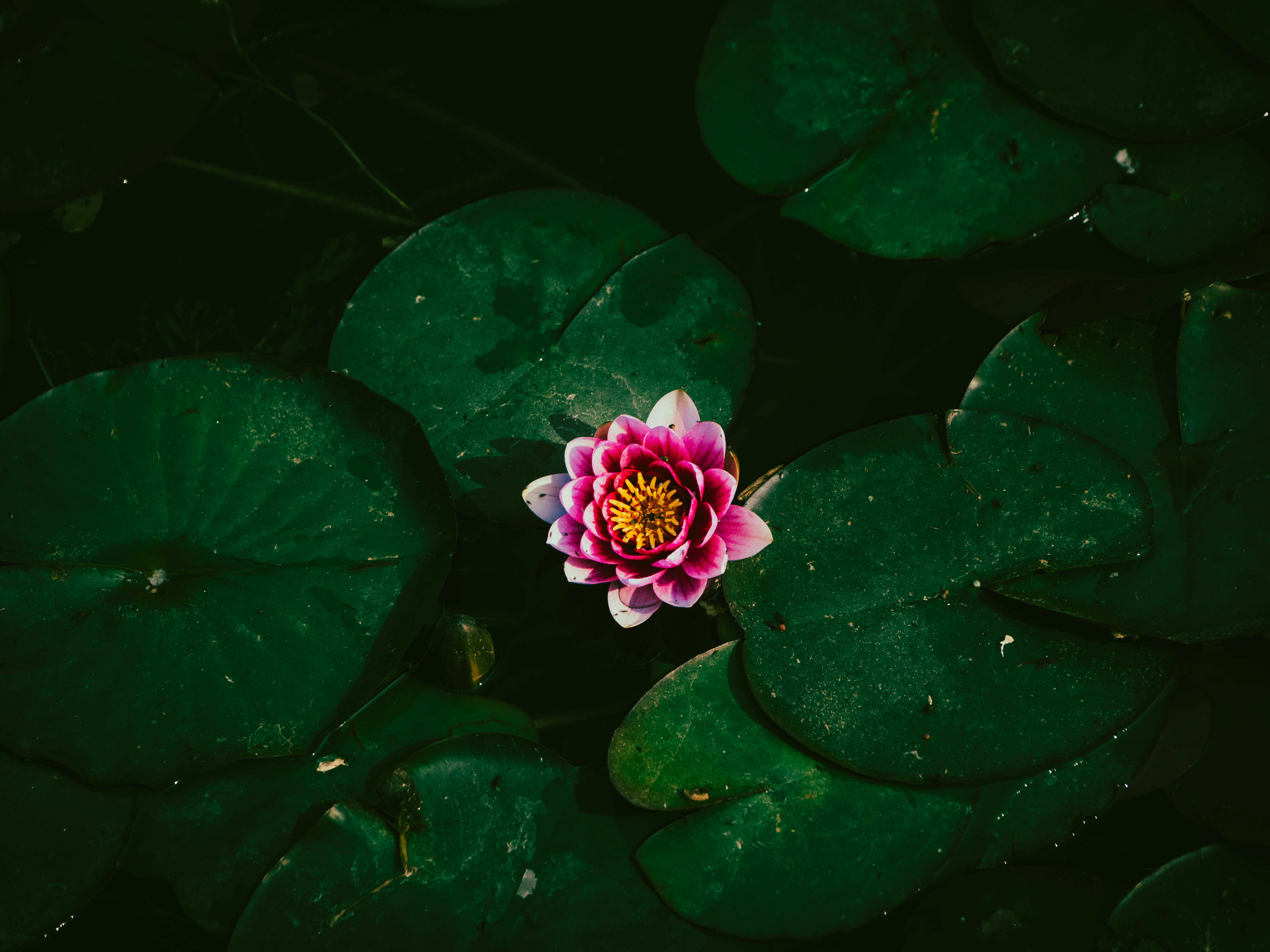 Middle Bloom: A Pink Water Lily Among Dark Emerald Pads