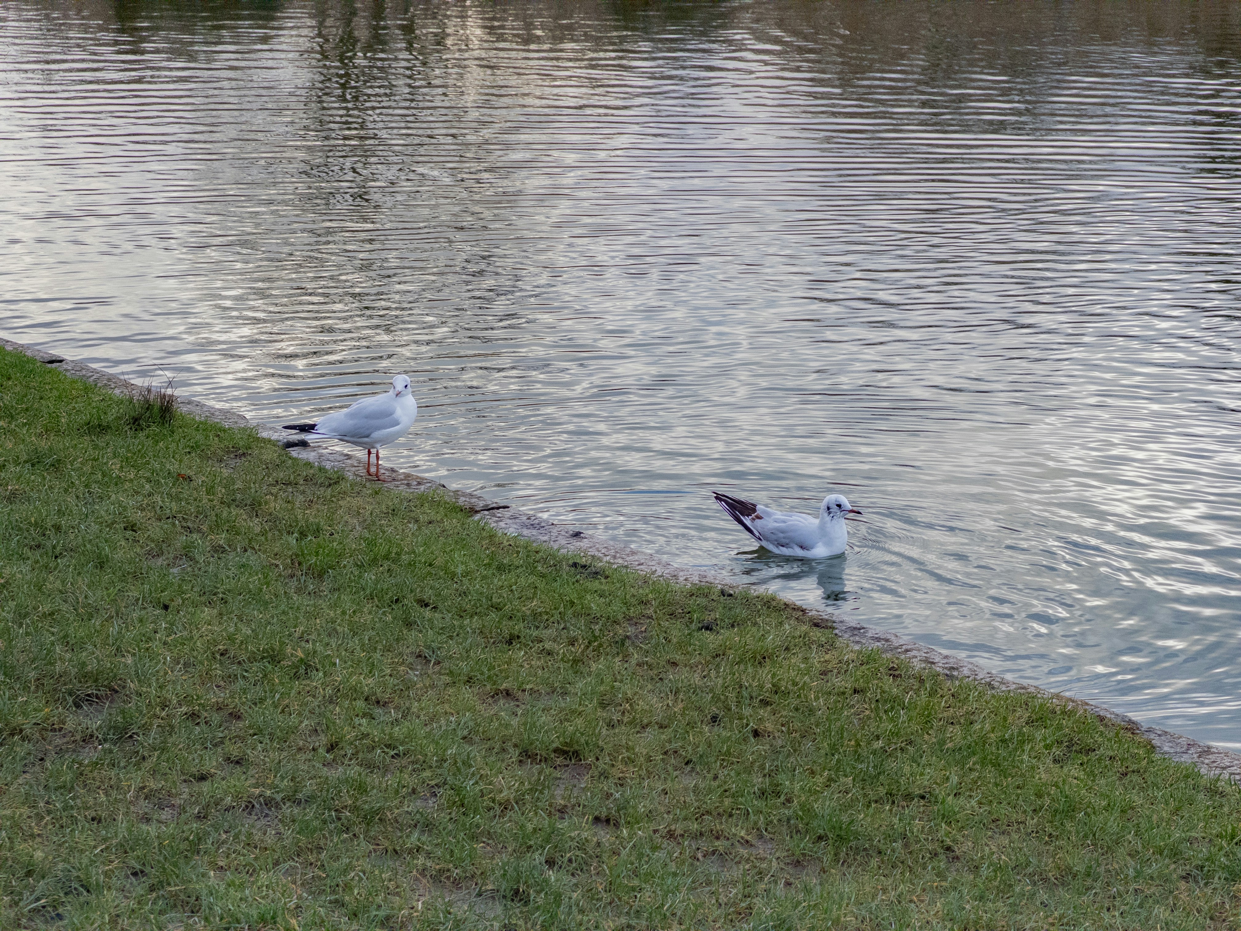 Seagulls at the Water's Edge