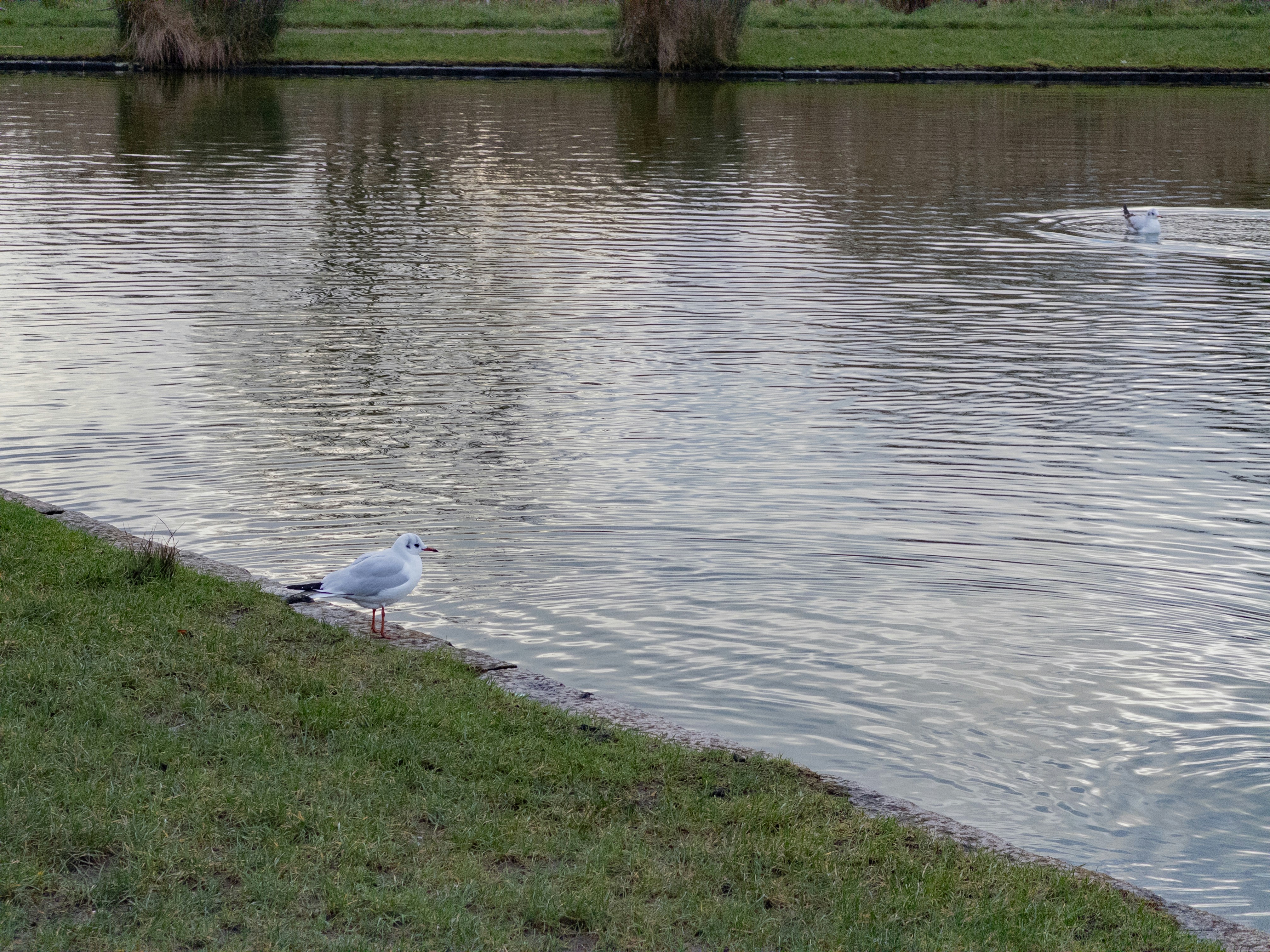 Seagull by the Canal: Quiet Shoreline Moment