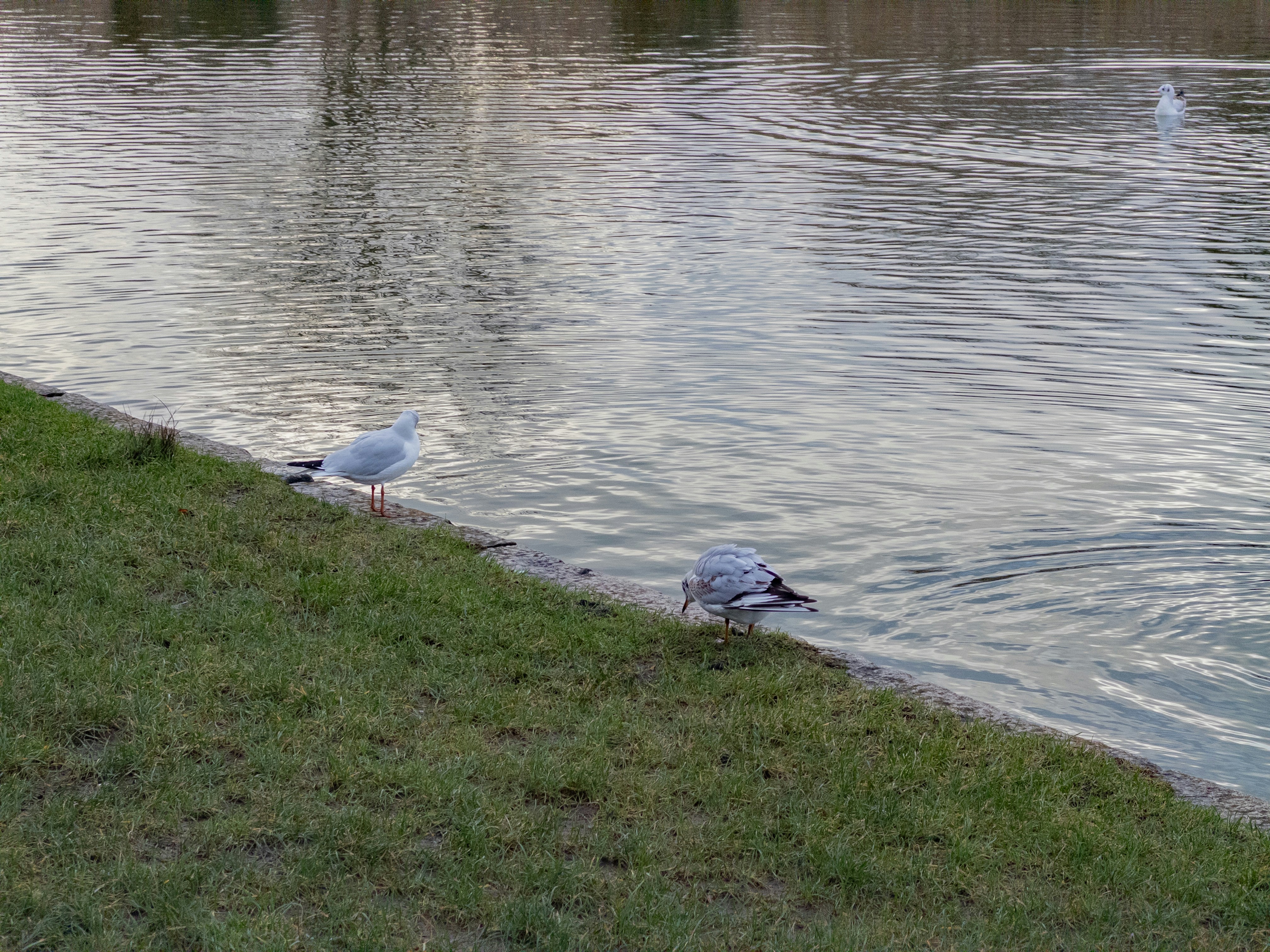 Seabirds on the Shoreline: Quiet Pause by the Water