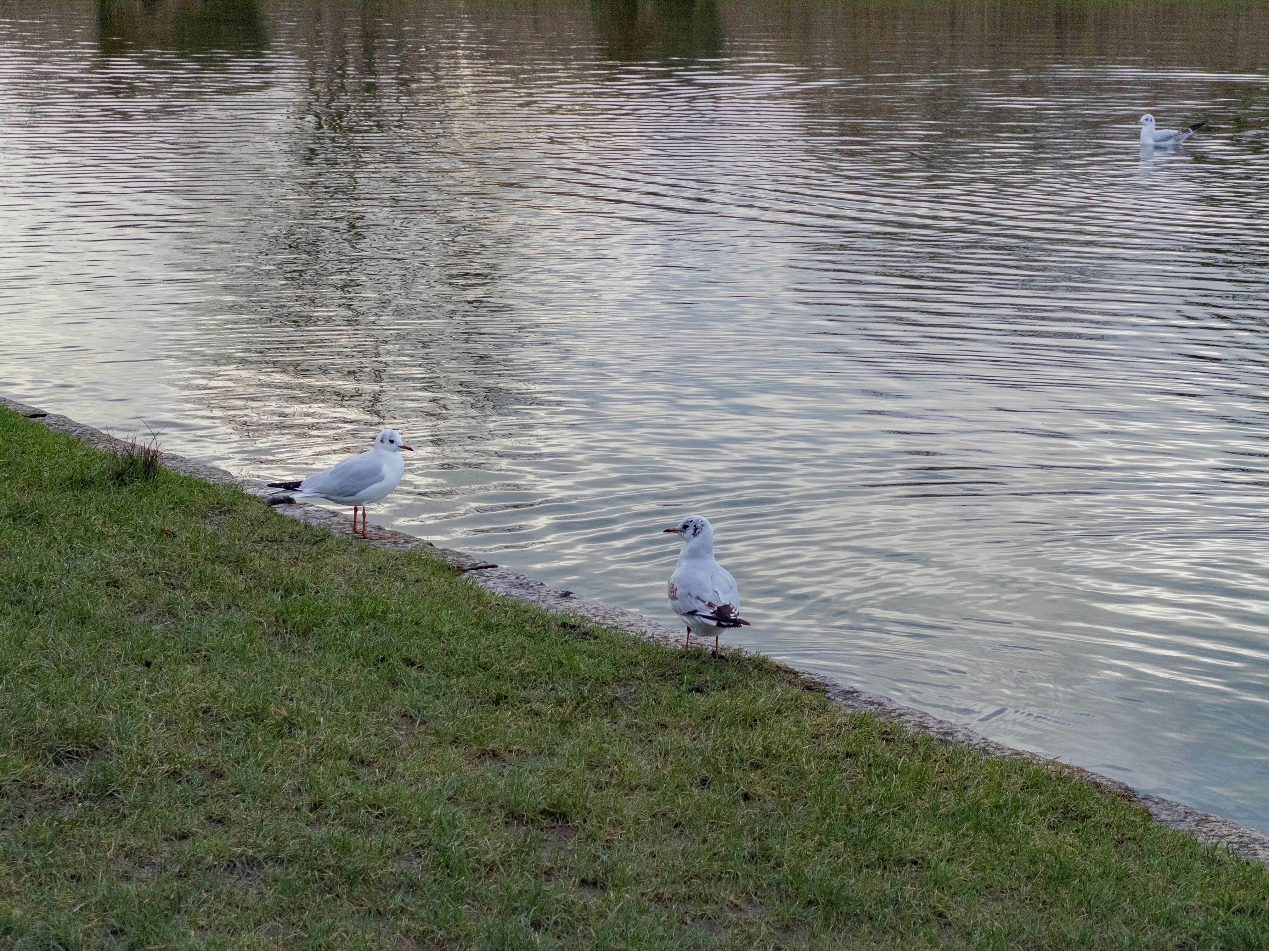 Seagulls along the Quiet Pond Edge at Dusk
