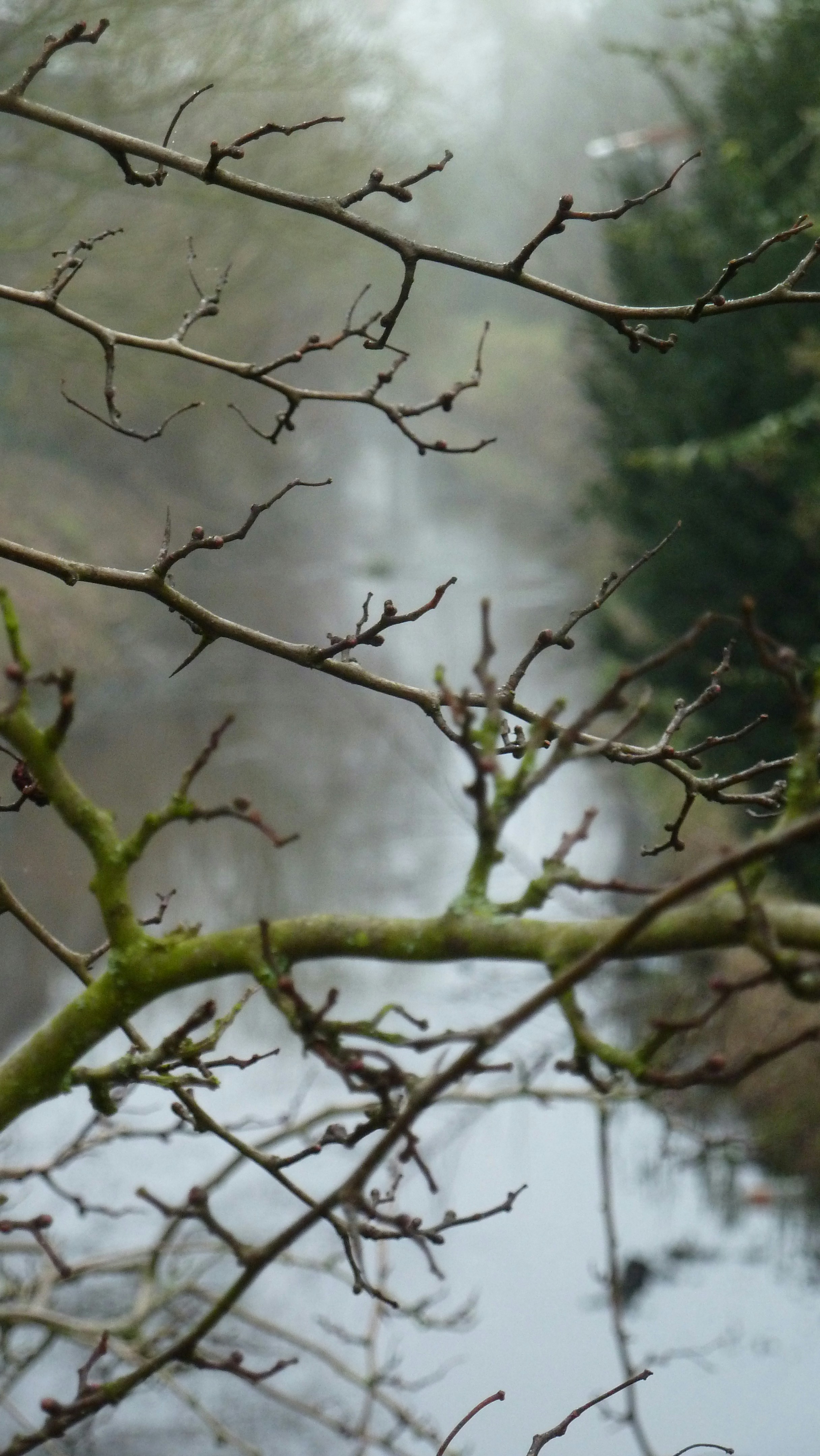 Bare Branches Across a Misty Canal