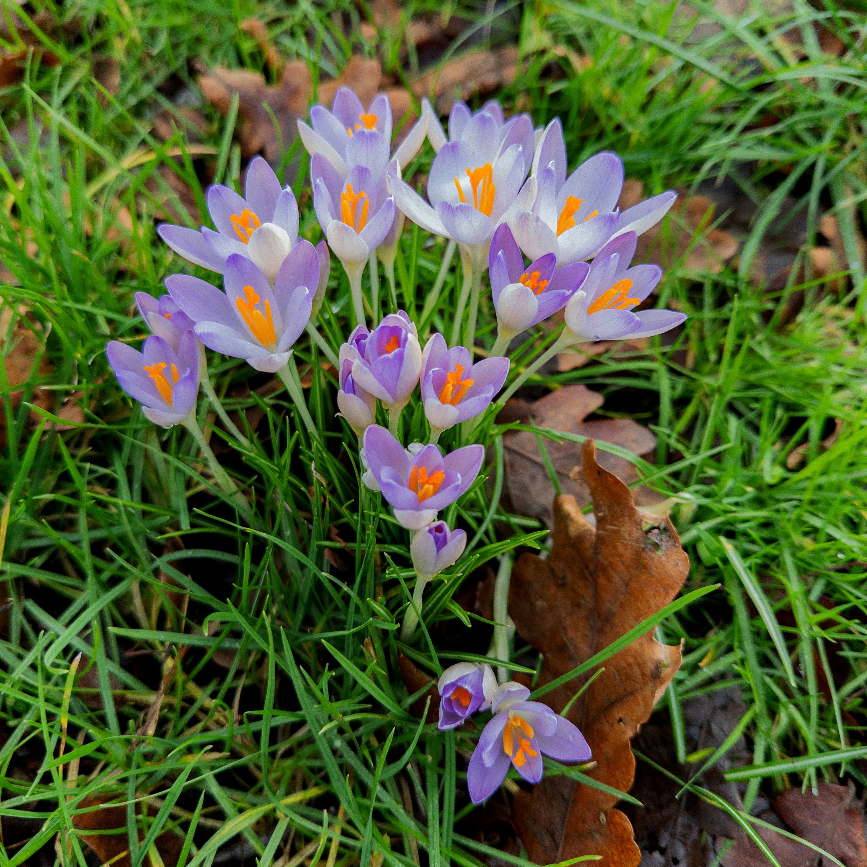 Purple crocus burst among green blades and fallen leaves