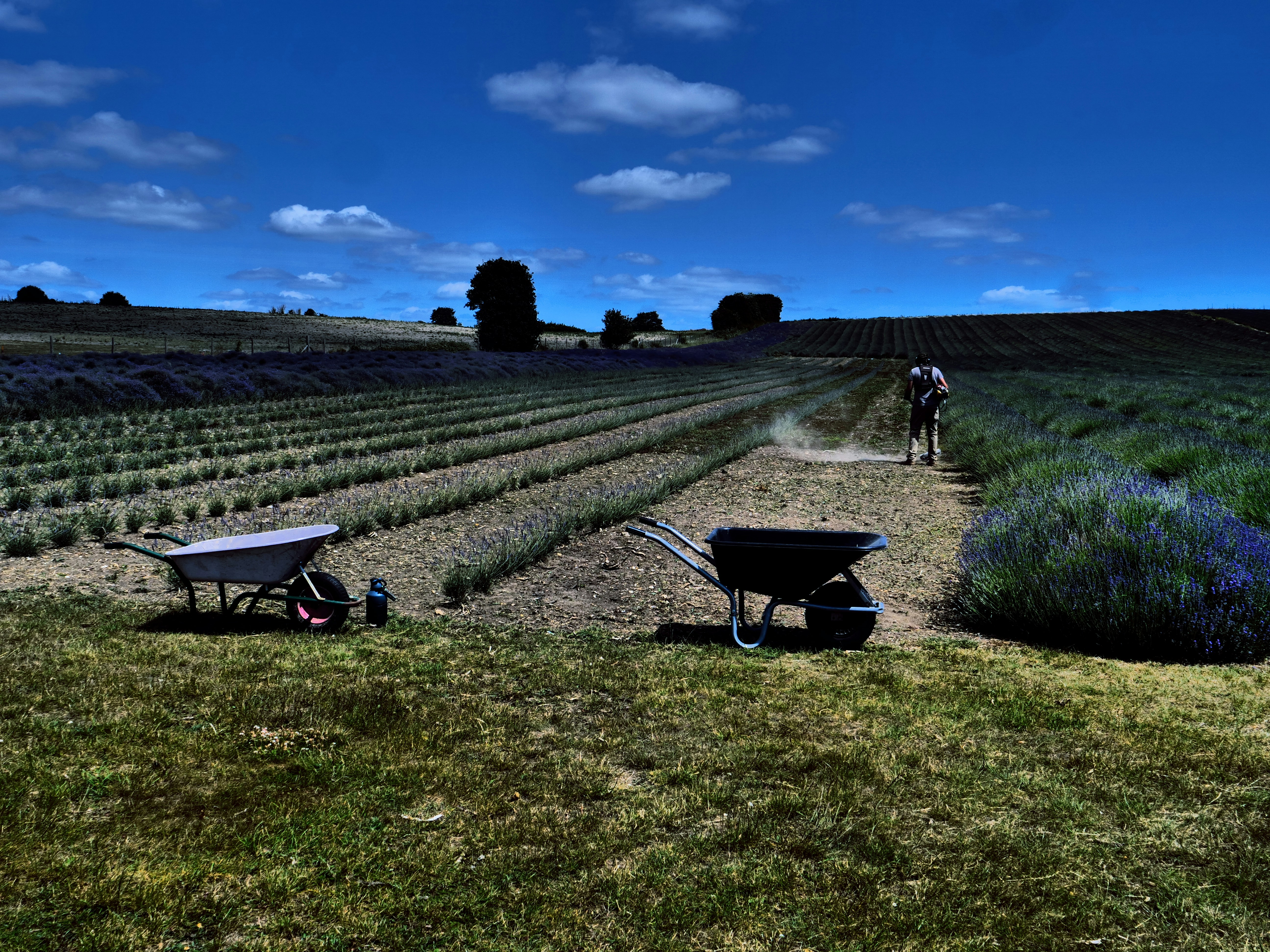 Lavender Rows Under a Cerulean Sky: A Field Study with Wheelbarrows