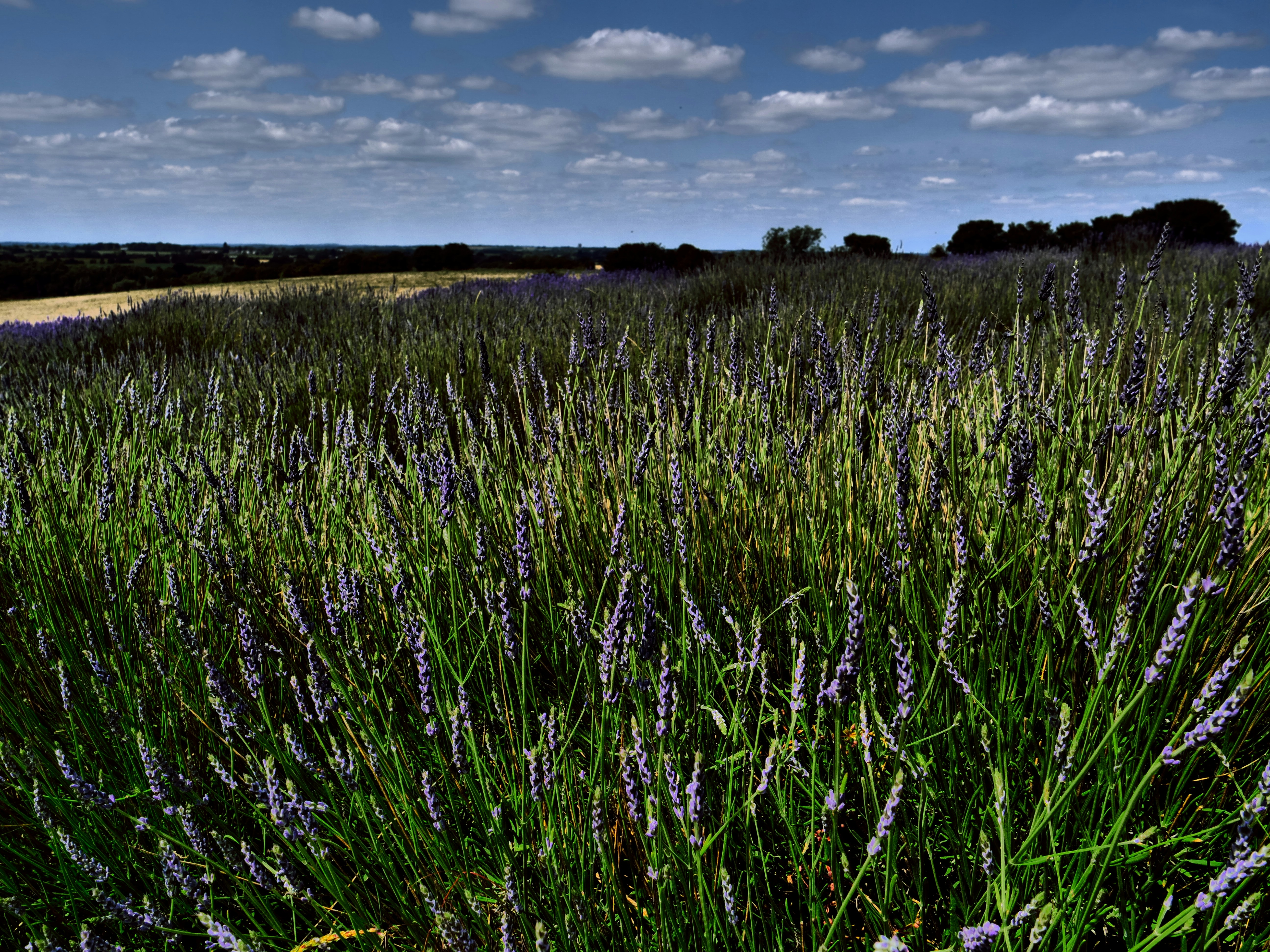 Lavender Sea: A Wide Field Under Southbound Clouds