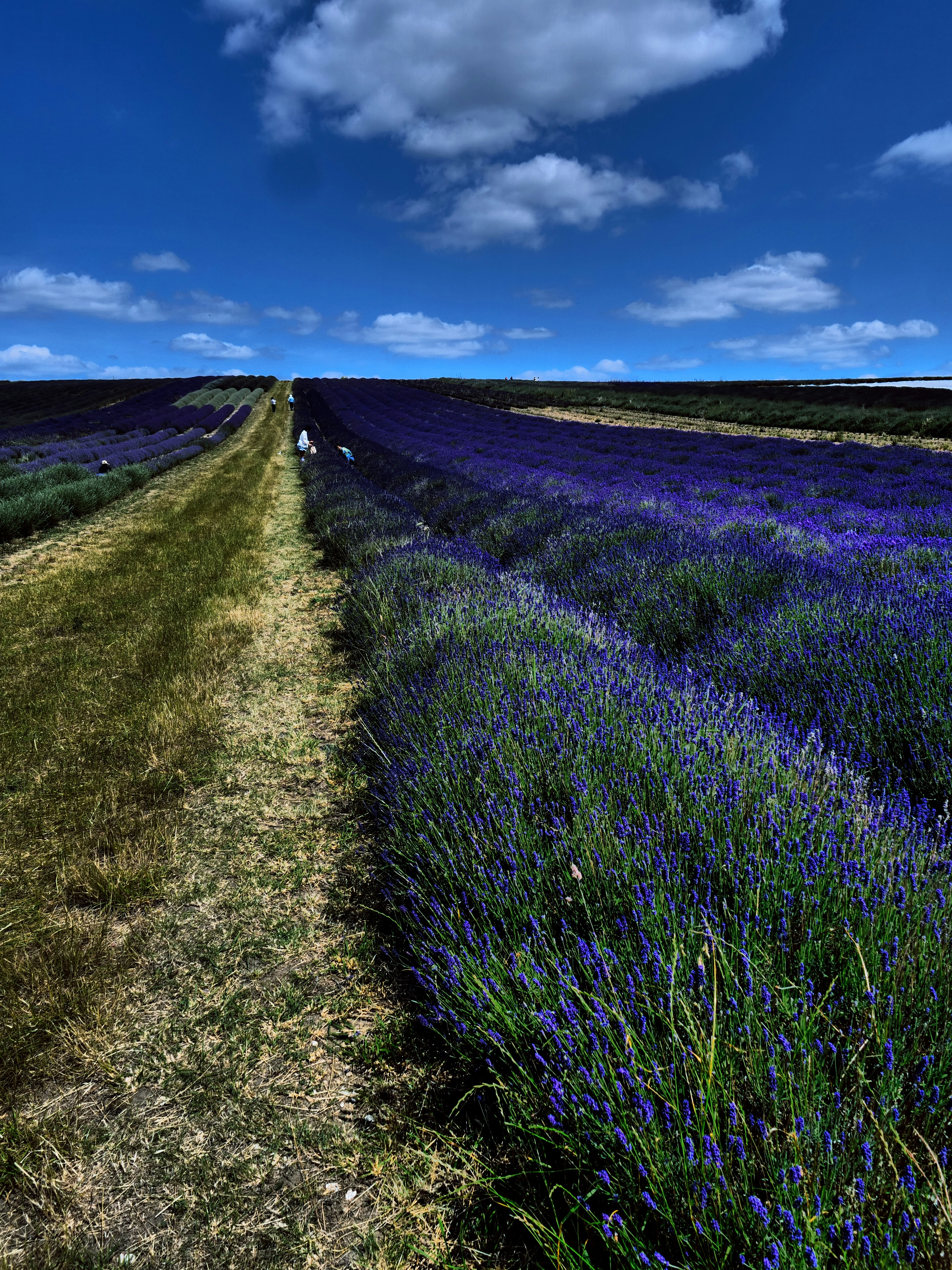 Lavender Aisle to the Horizon