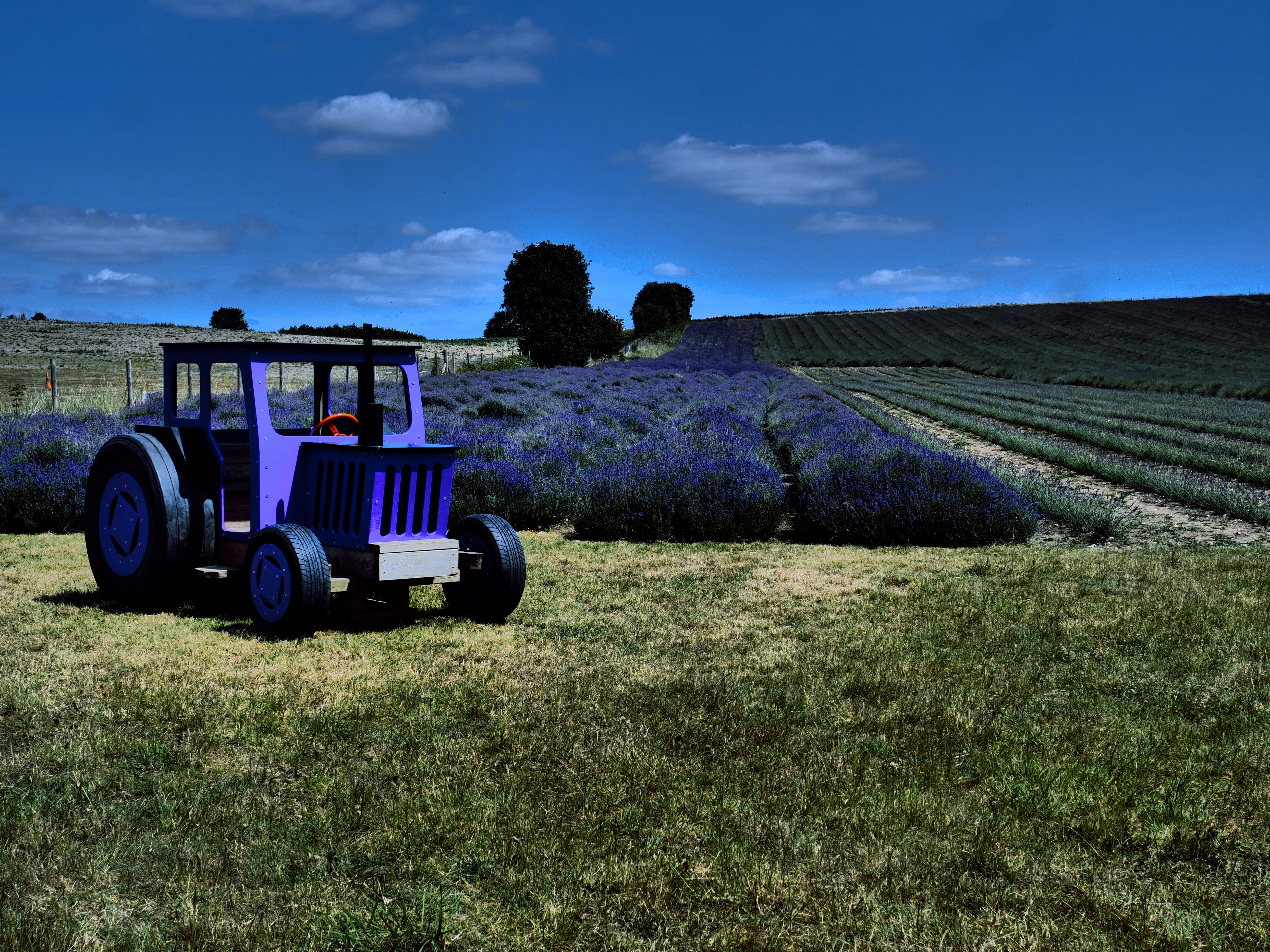 Purple Tractor Amid Rolling Lavender Rows at Distant Farm