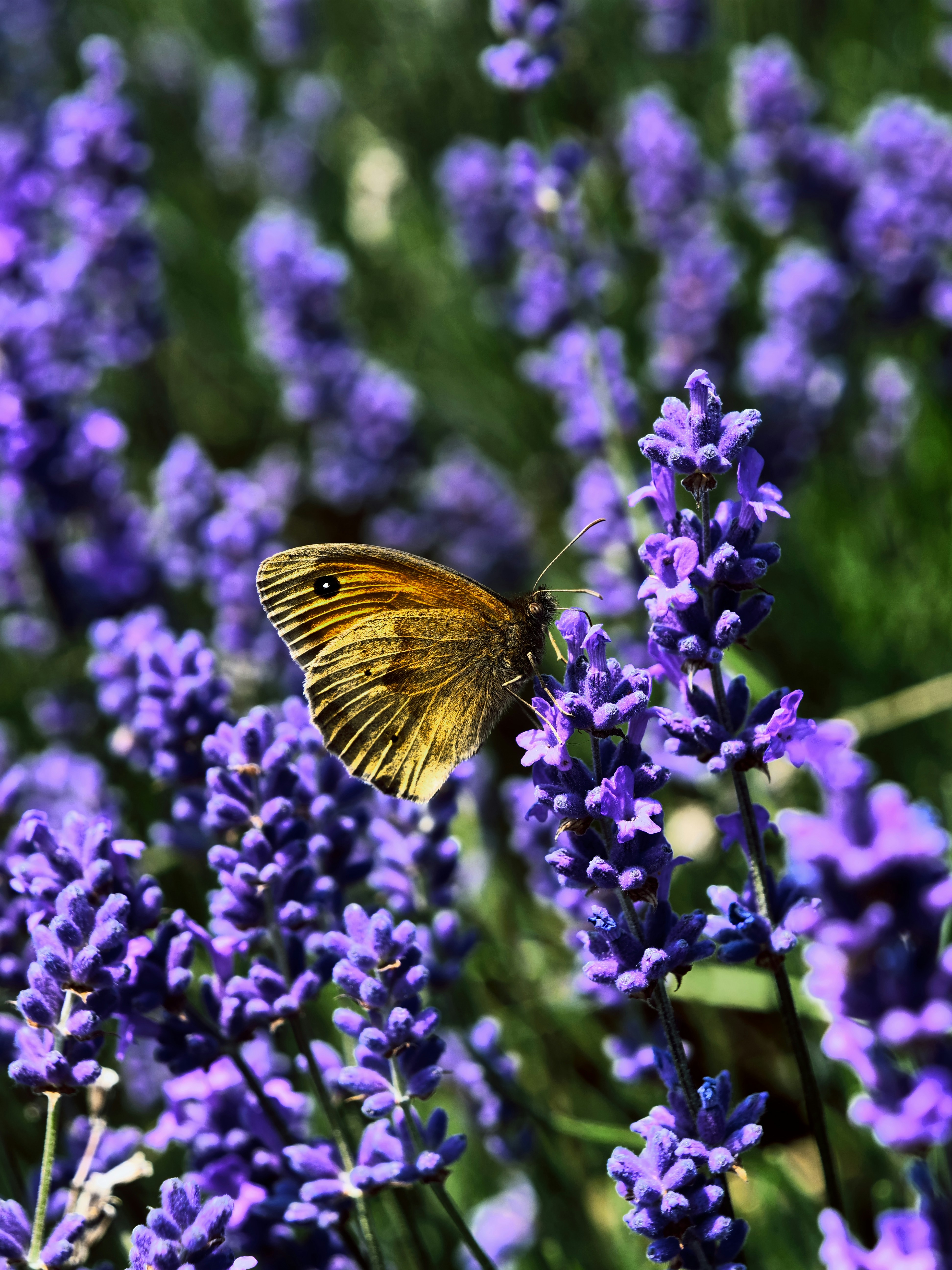 Golden Butterfly on Lavender: A Quiet Moment in Purple Bloom