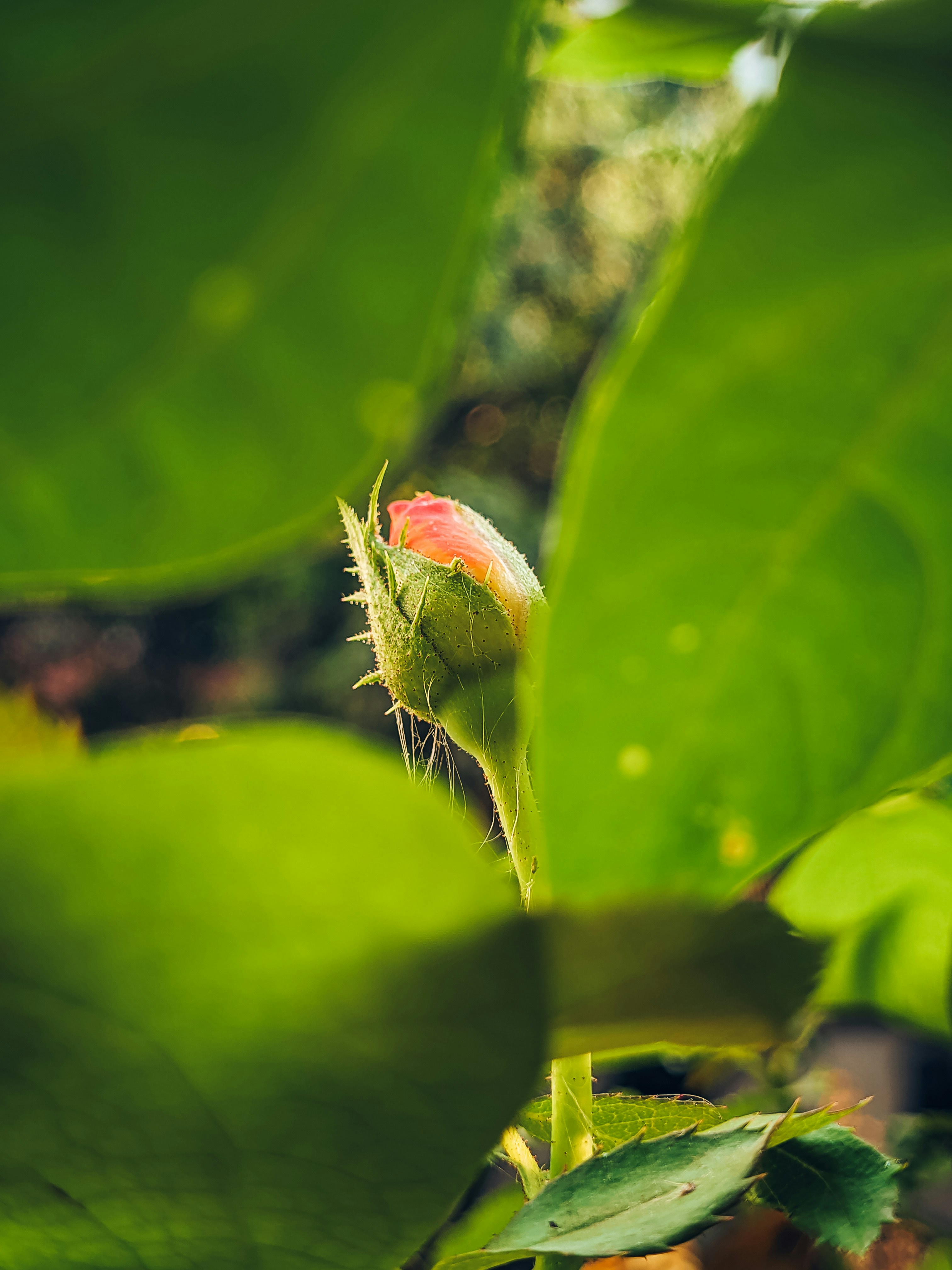 Pink Bud in a Green Frame: A Delicate Garden Encounter