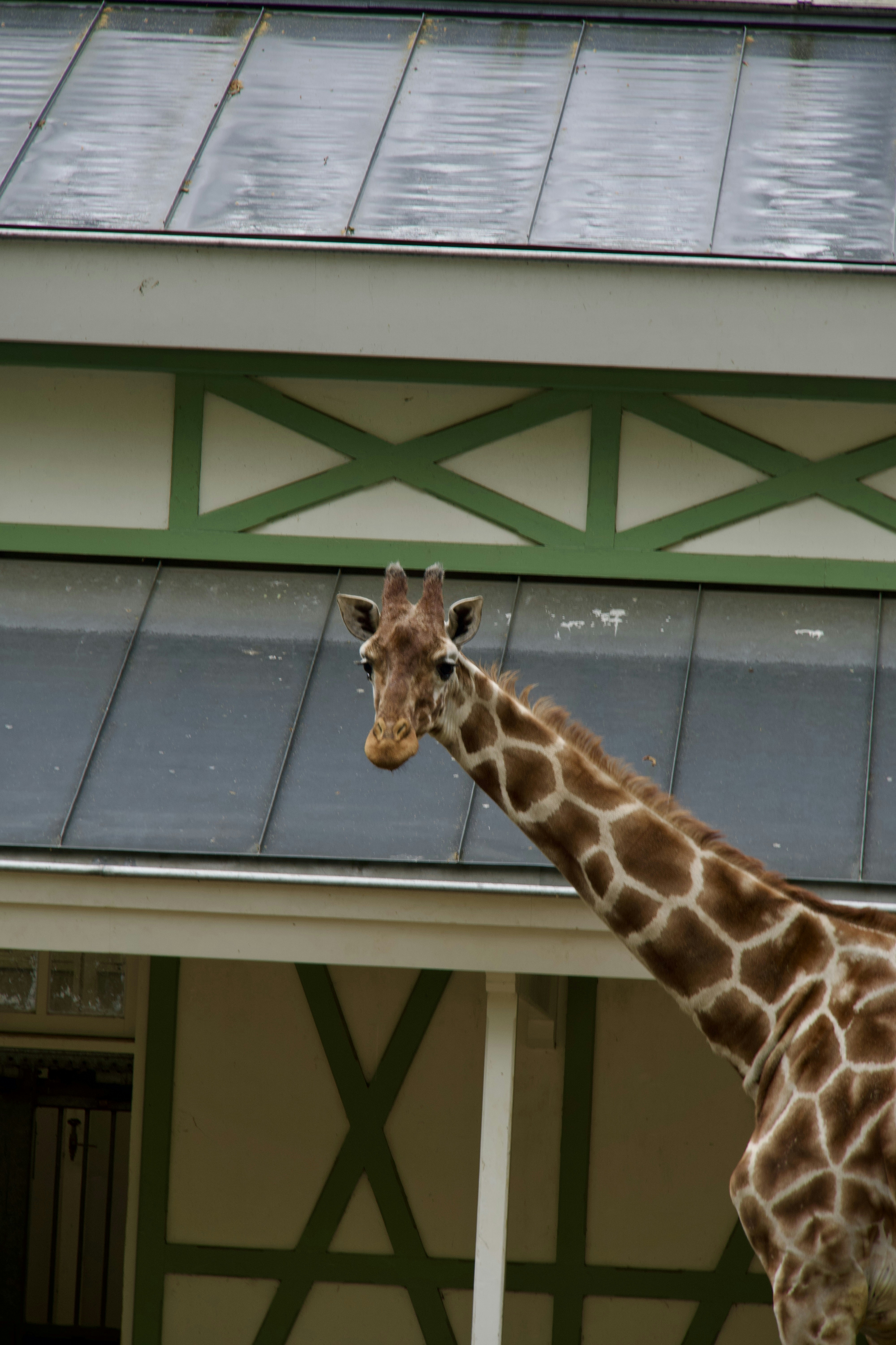 Giraffe in the Yard: A Striding Gaze by the Building Facade