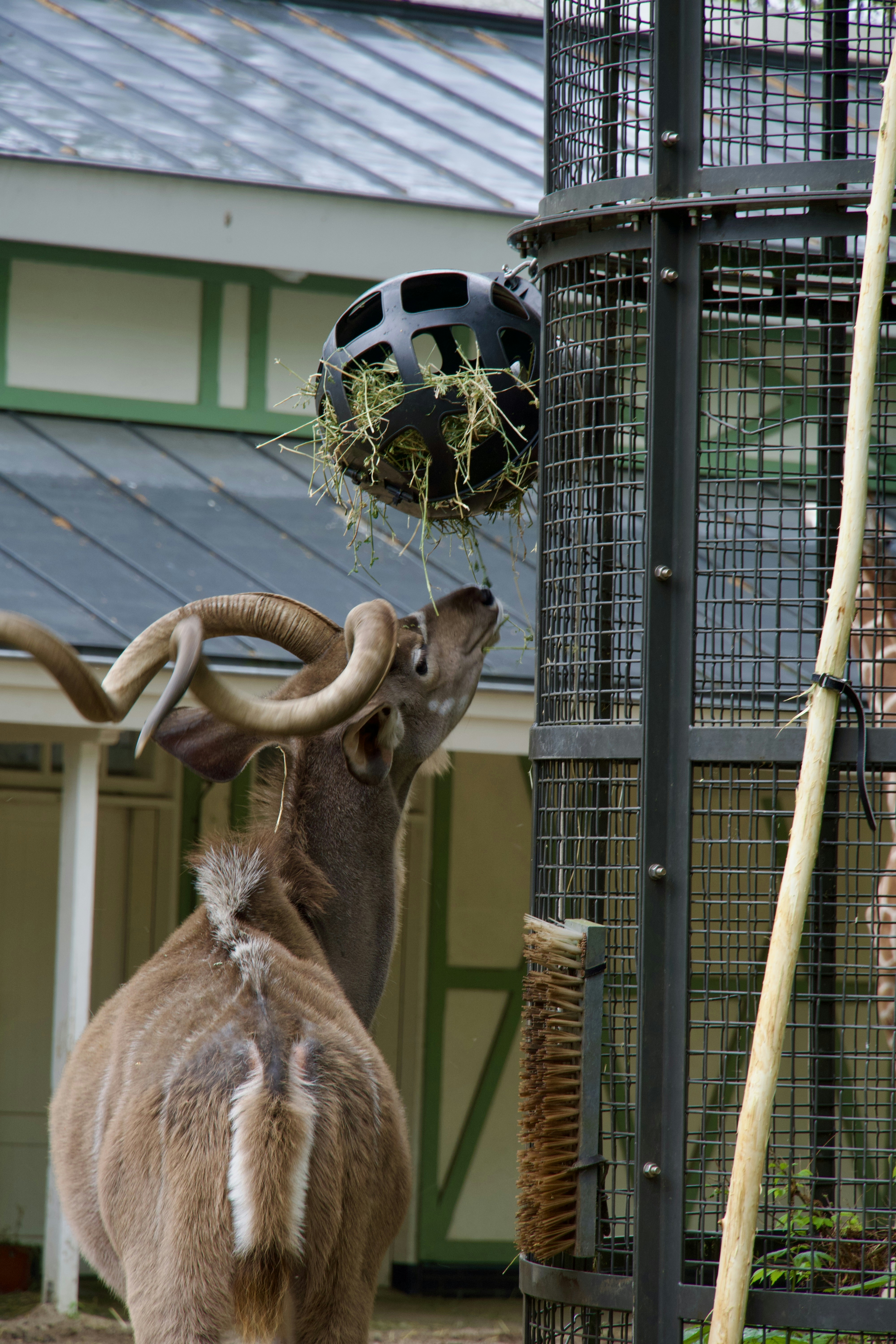 Antlered Giraffe Reaches for a Ball: A Zookeeper’s Challenge