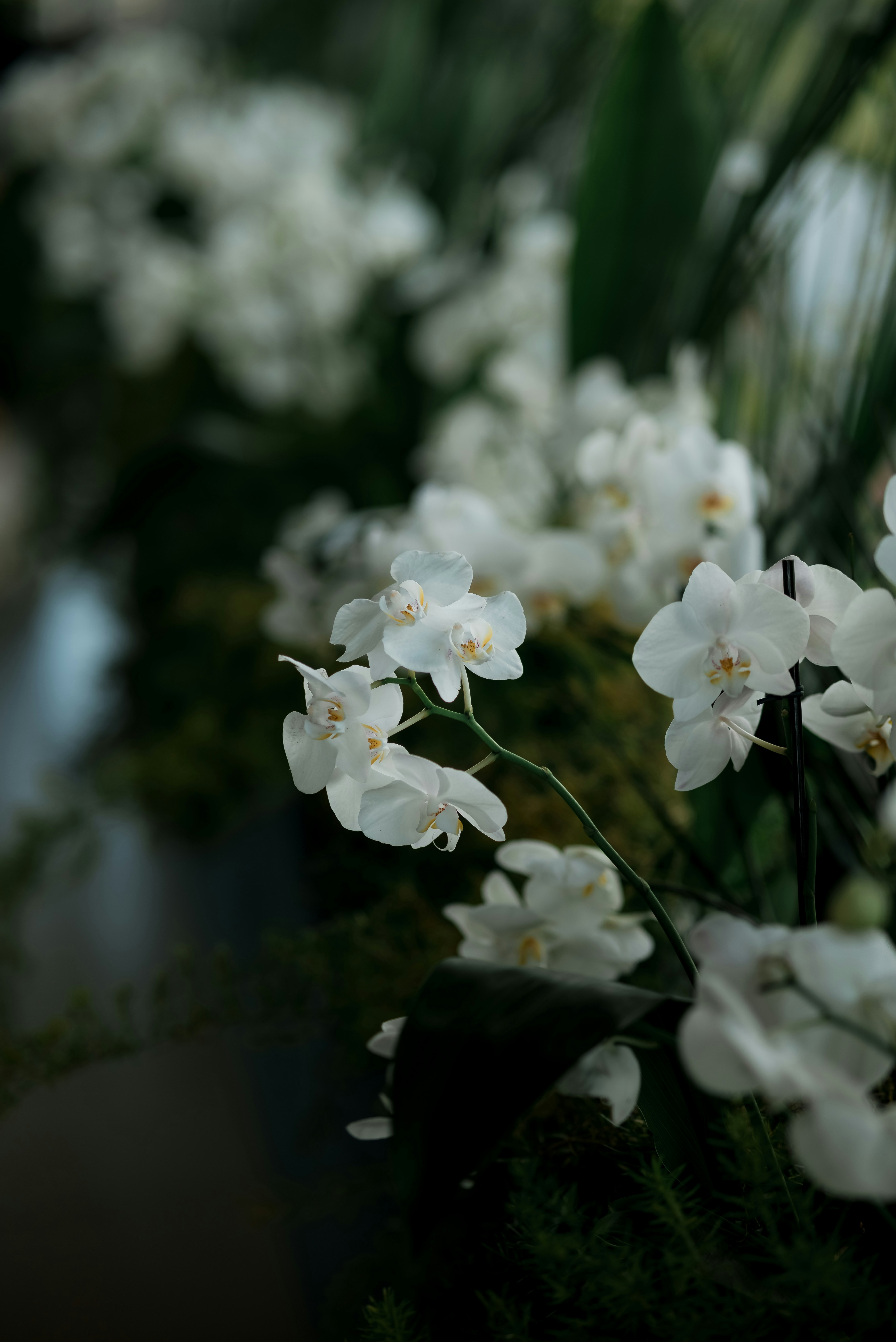 White Orchid Cascade in A Quiet Corner Garden