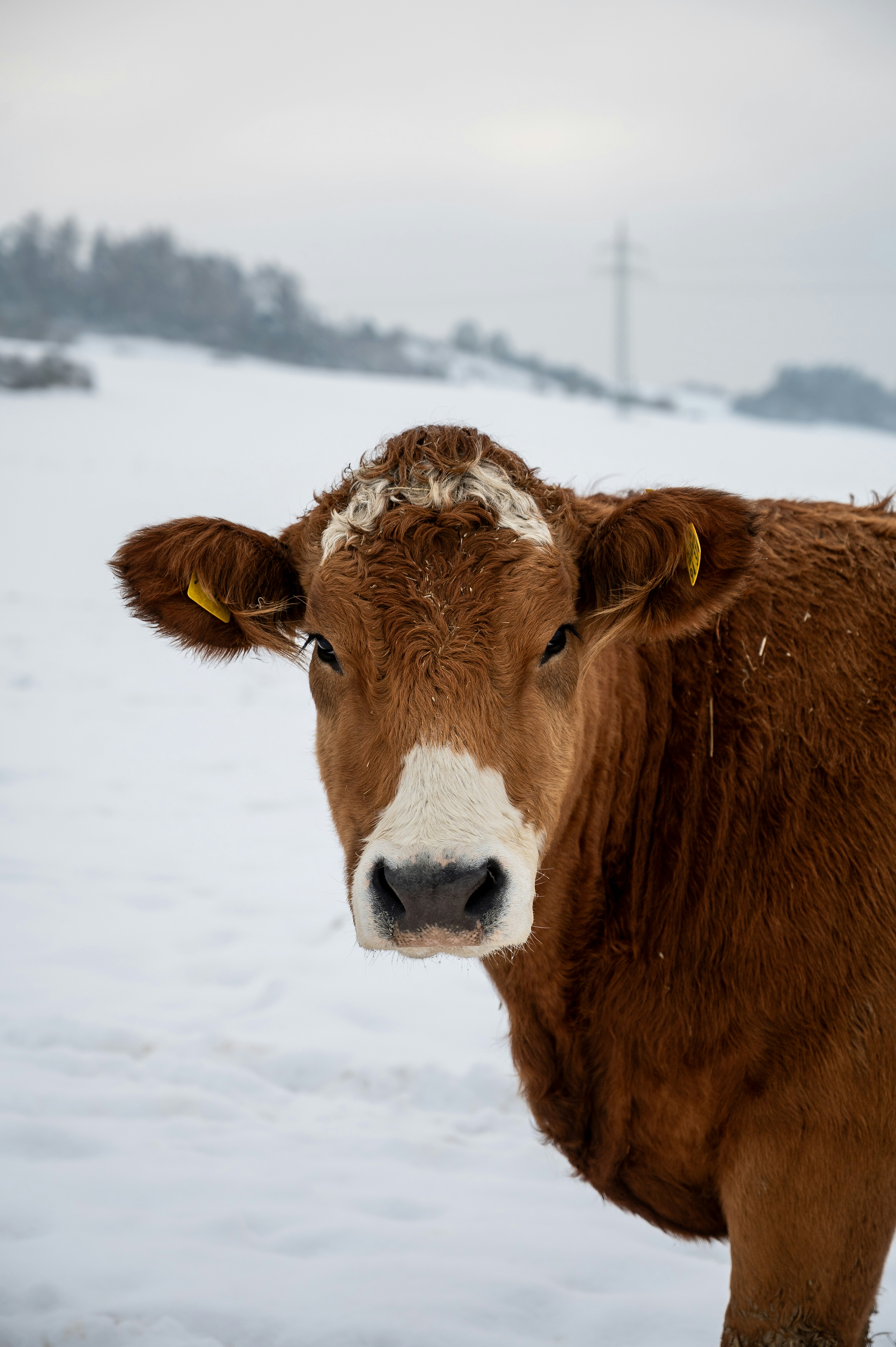 Winter Watch: Close-Up of a Brown and White Cow in Snow