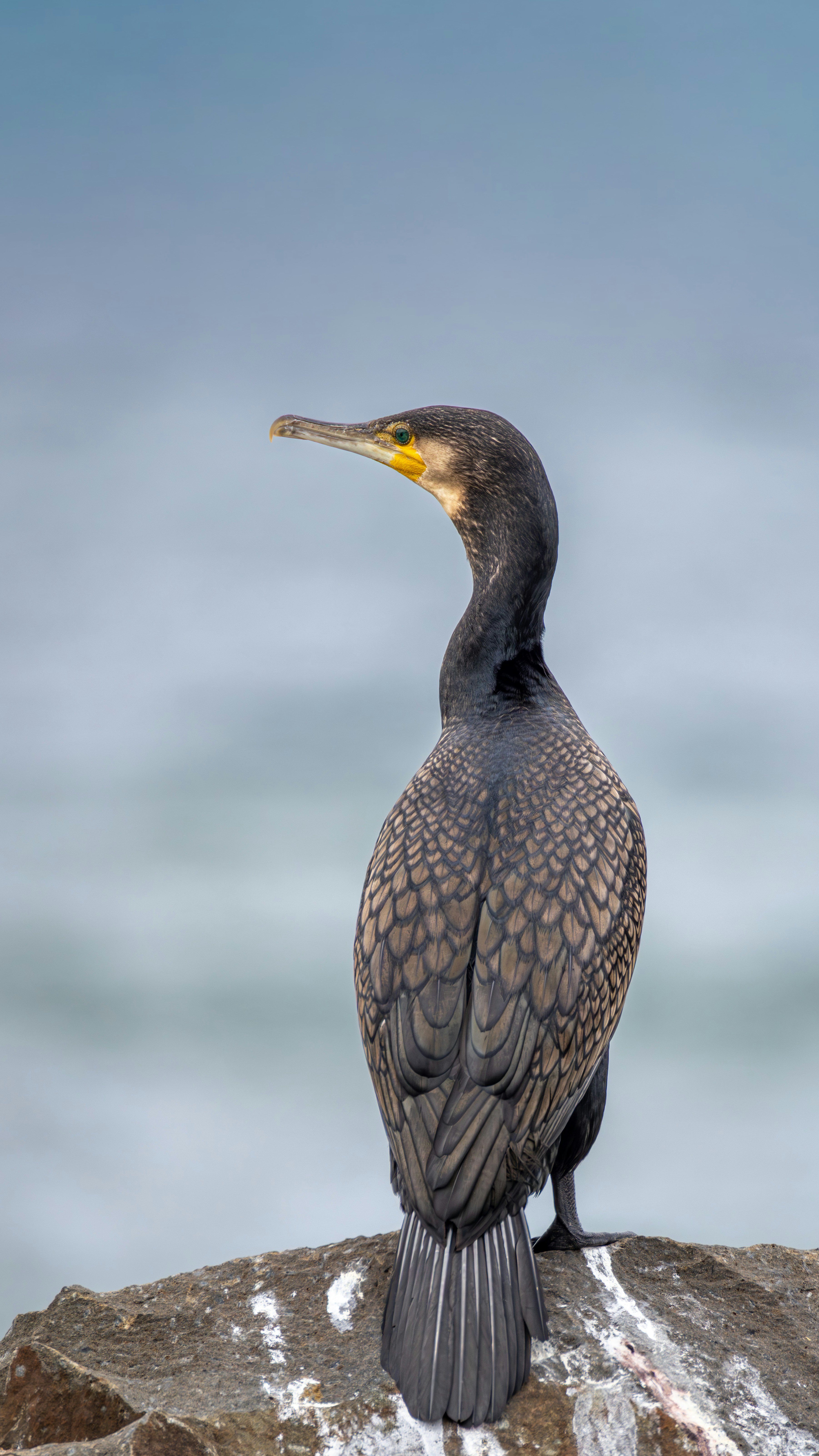 Seabird Silhouette: A Gnarled Heron Watches the Sea