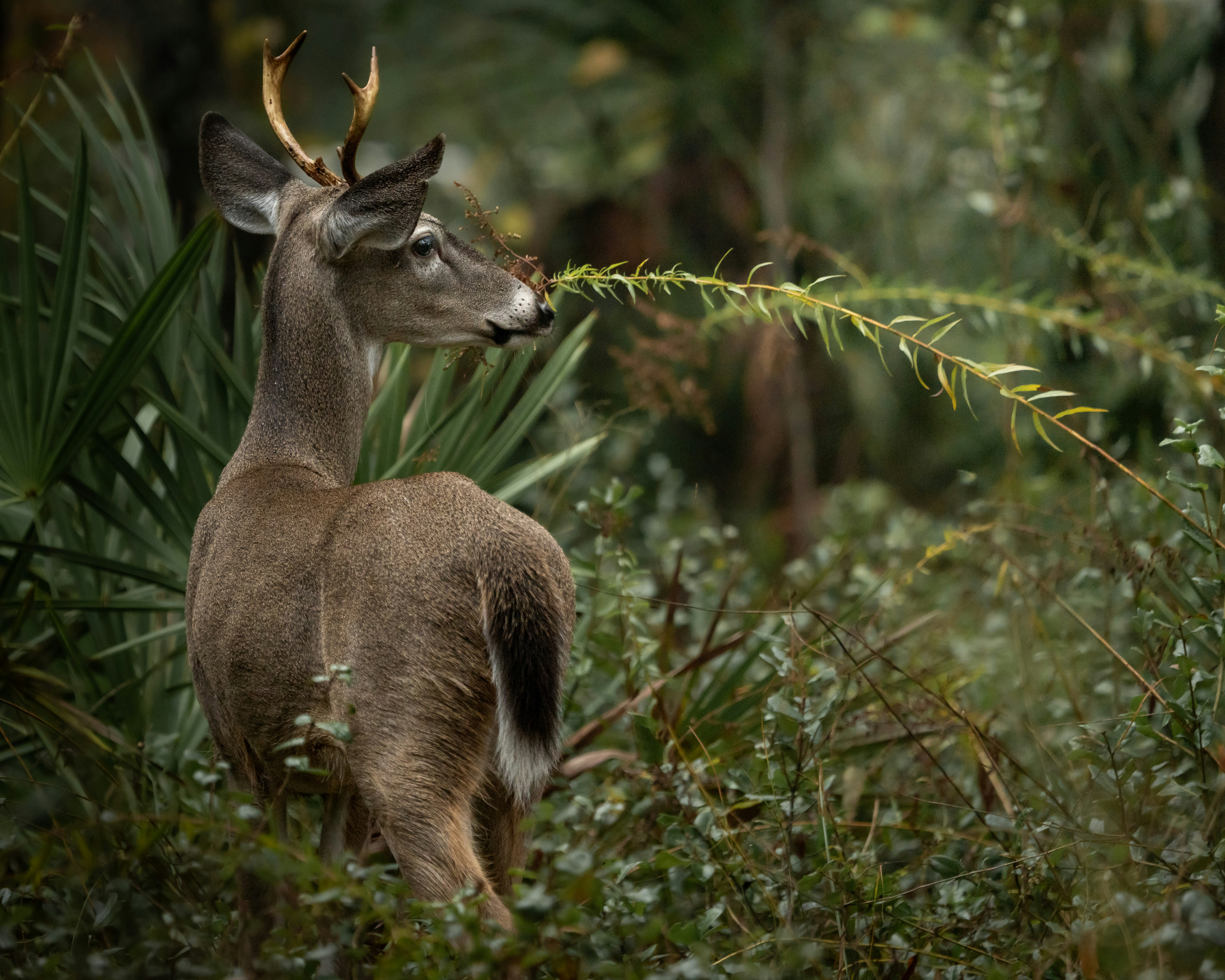 Whispering Antlers: a White-tailed Deer in Quiet Underbrush