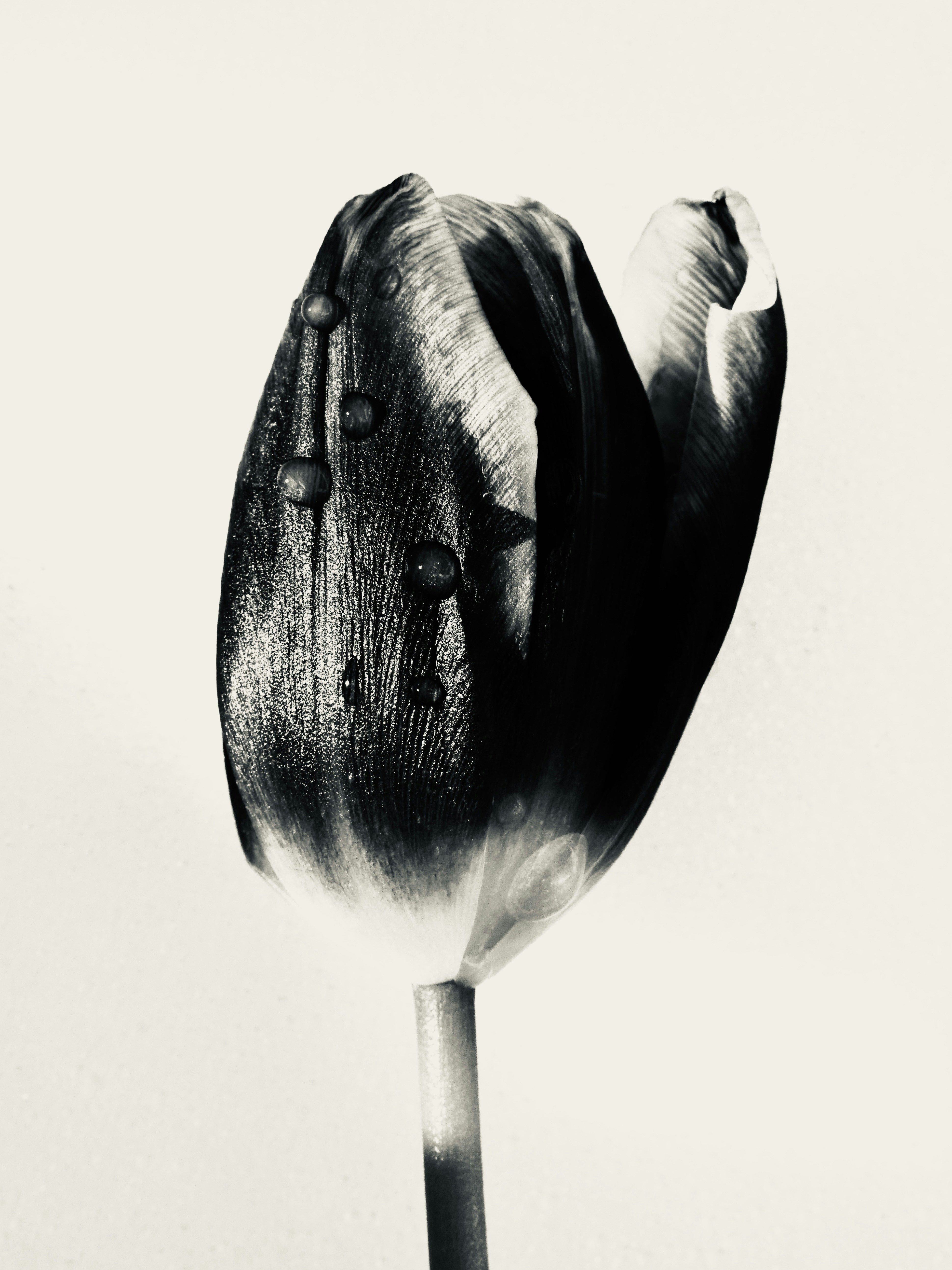 Petal in Silence: A Mono Tulip Against a Soft Placeholder