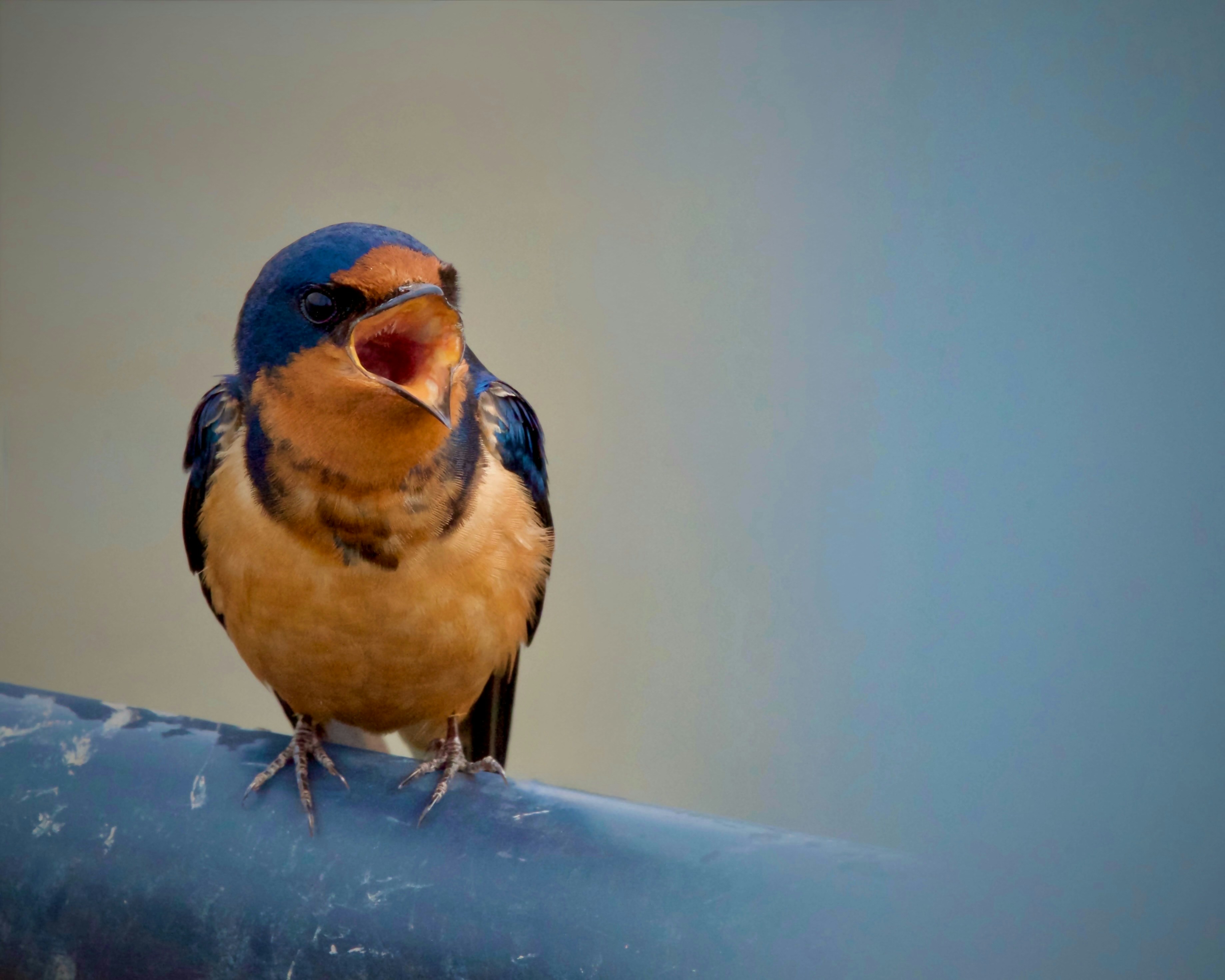Blue-and-Orange Swallow on a Weathered Rail