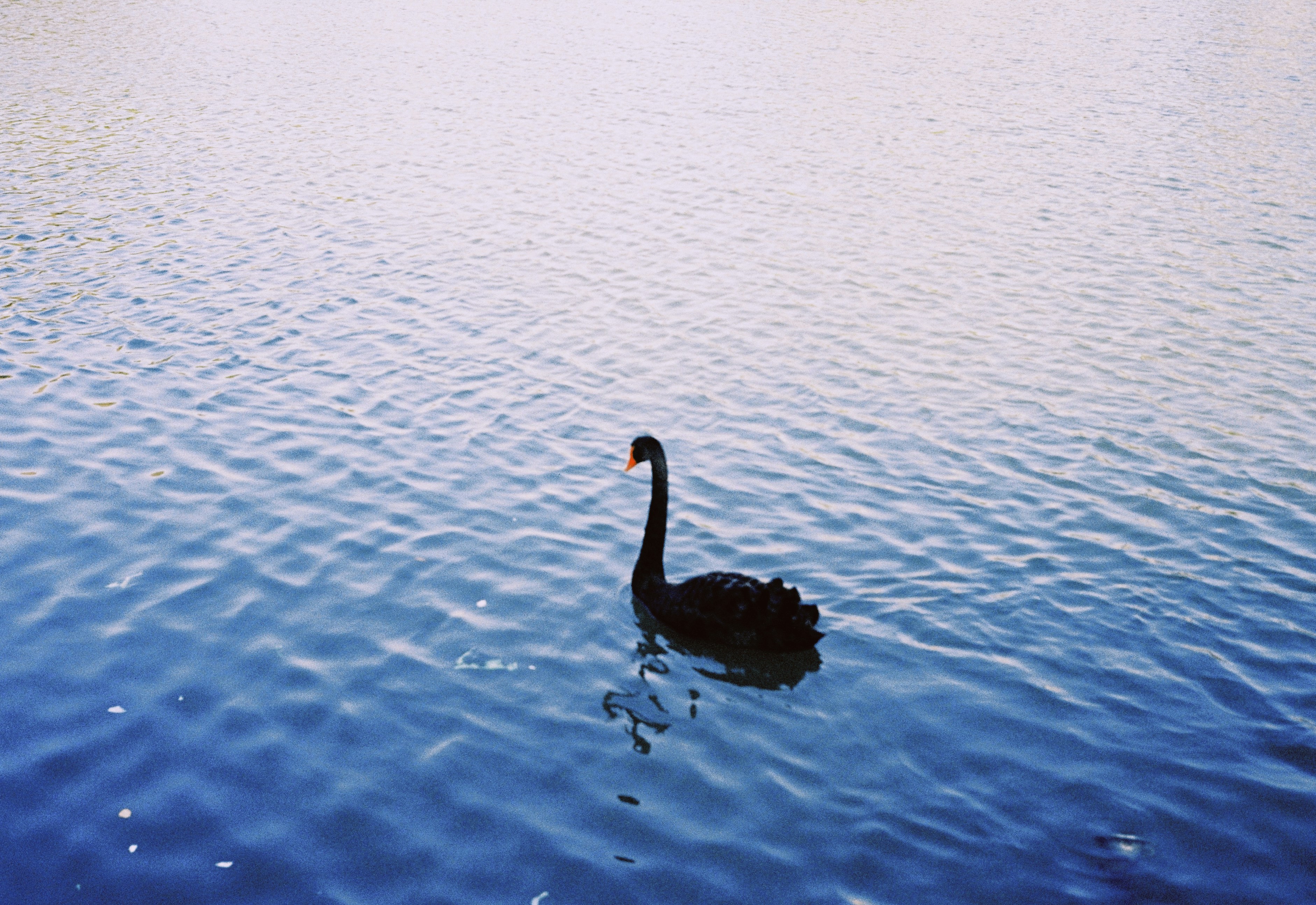 Sole Swimmer: A Black Swan on a Quiet Blue Sea