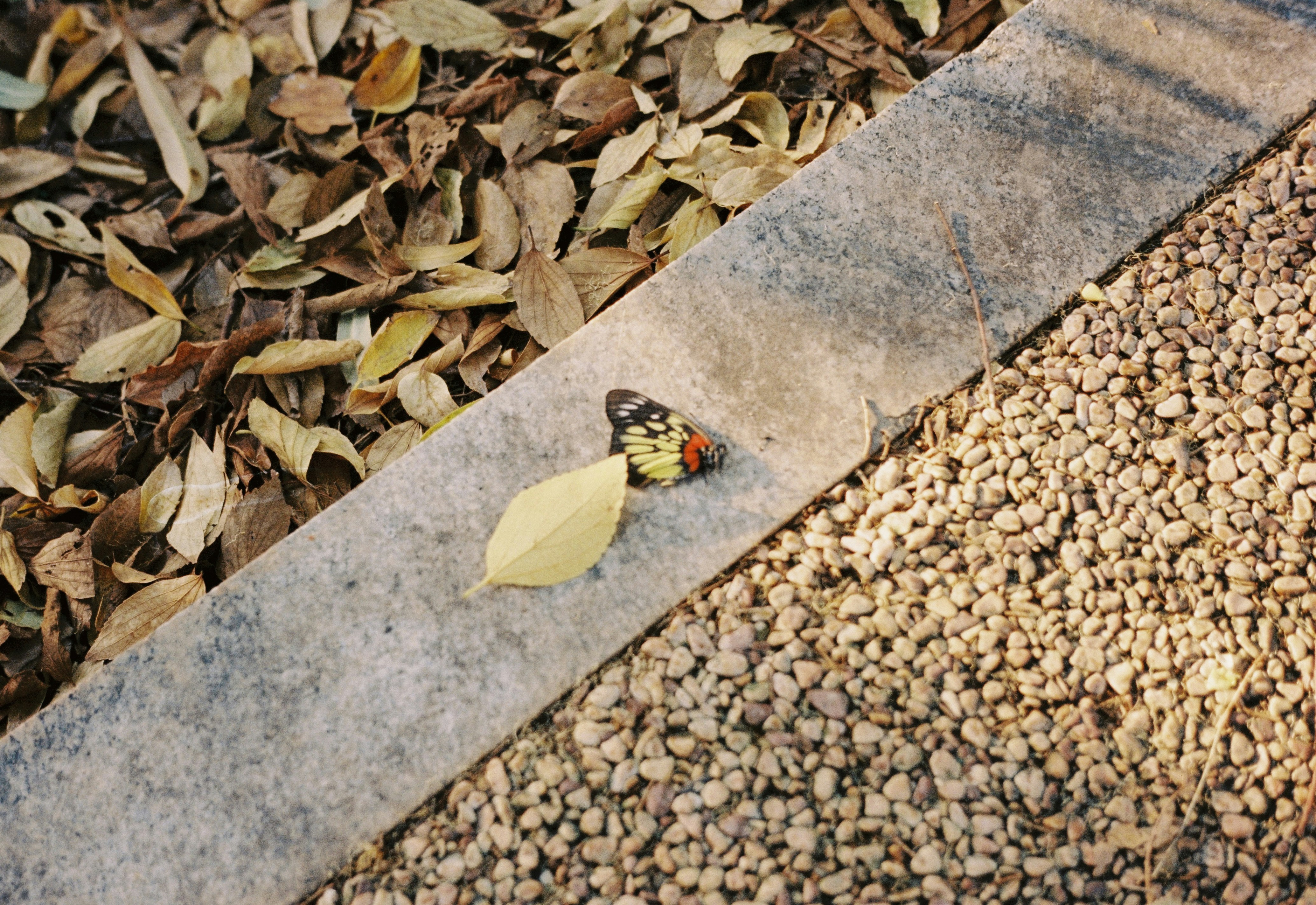 Butterfly Crossing the Concrete Edge