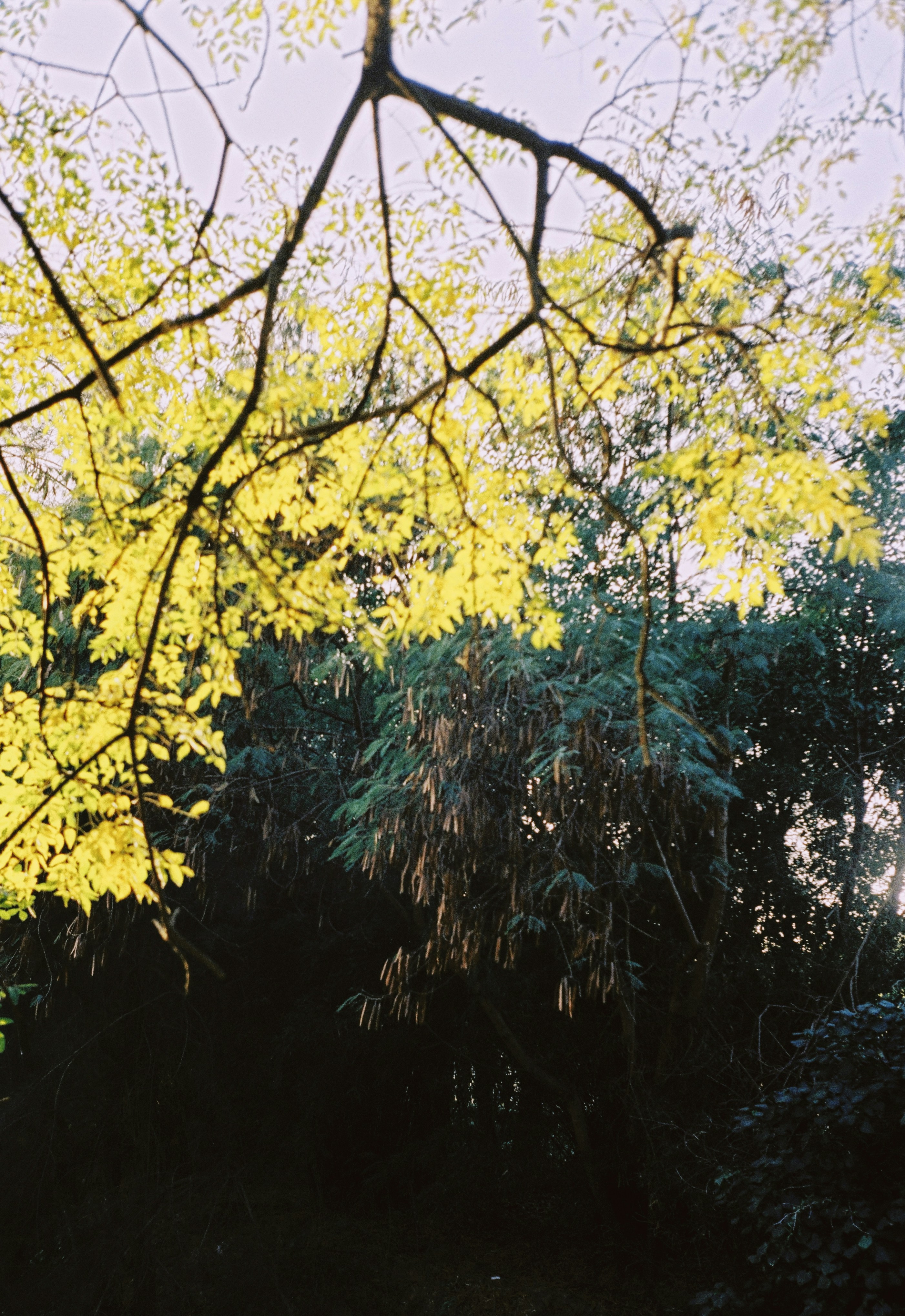 Sunlit Maple Overhang: A Dappled Glimpse Through Yellow Leaves