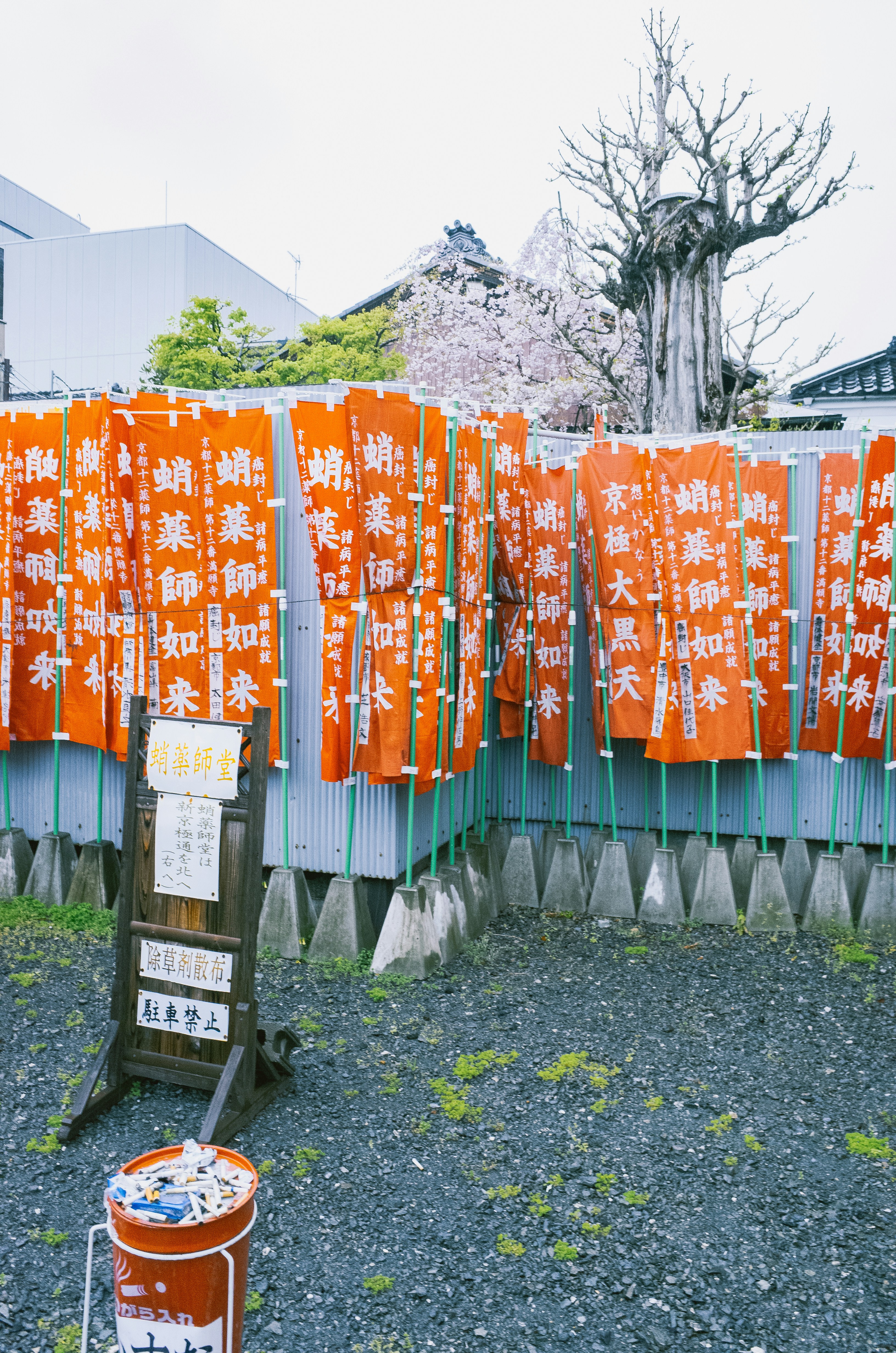 Orange banners surround a shrine yard with a leafless tree and cherry blossoms in bloom behind