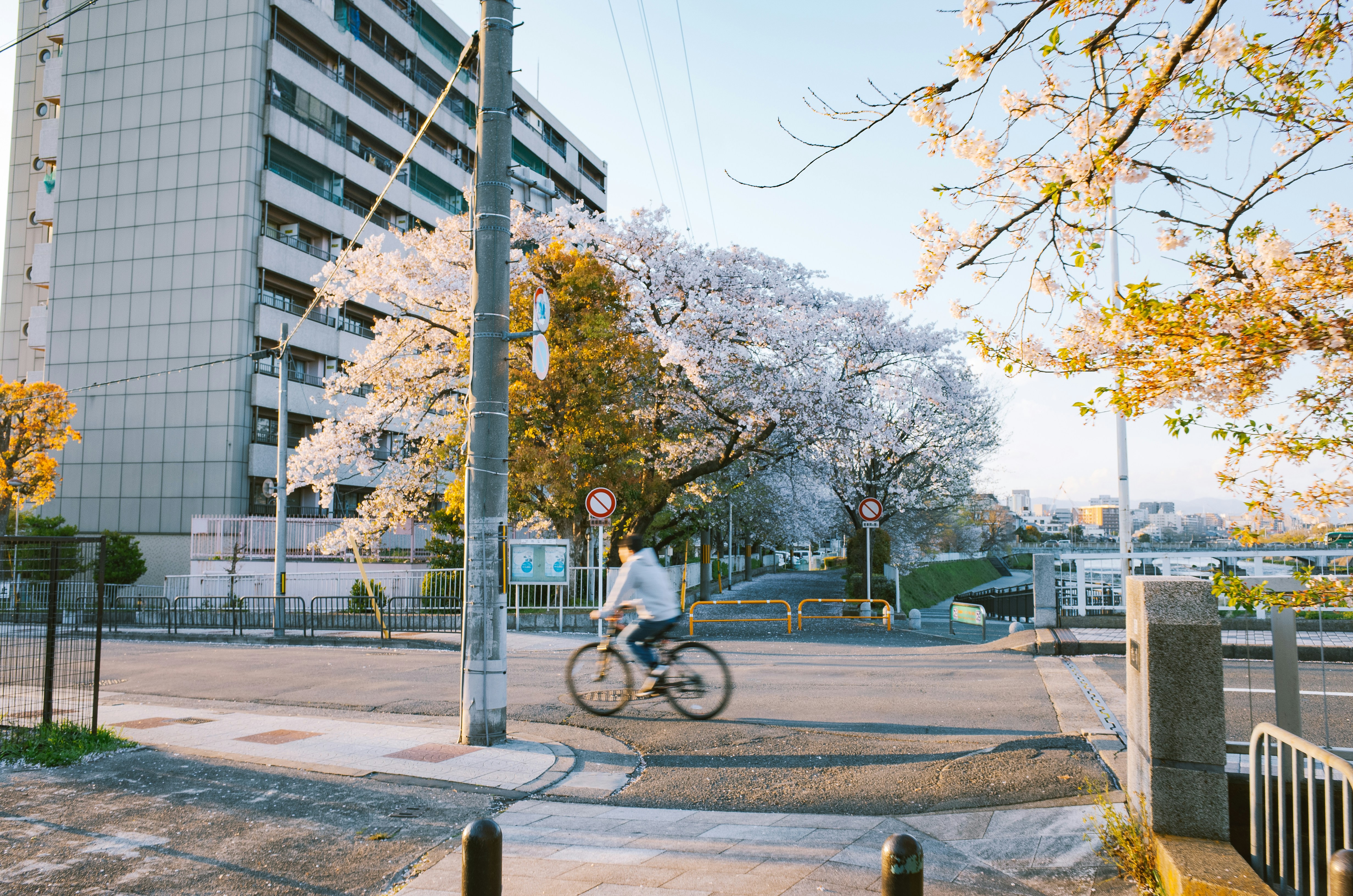 Spring Street: Cherry Blossoms and a Moving Moment