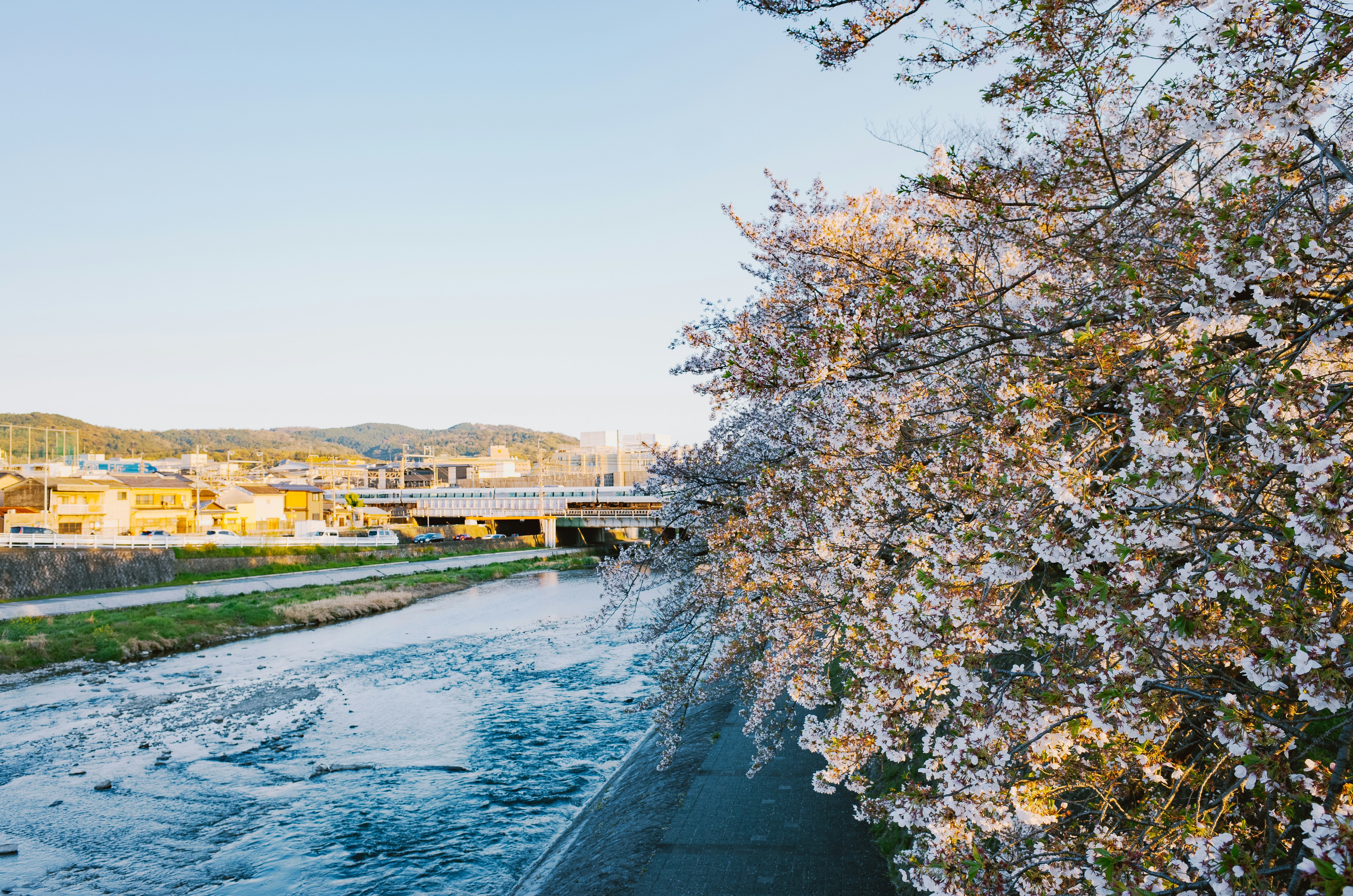 Blossoms over the Riverbank at Distant Bridge