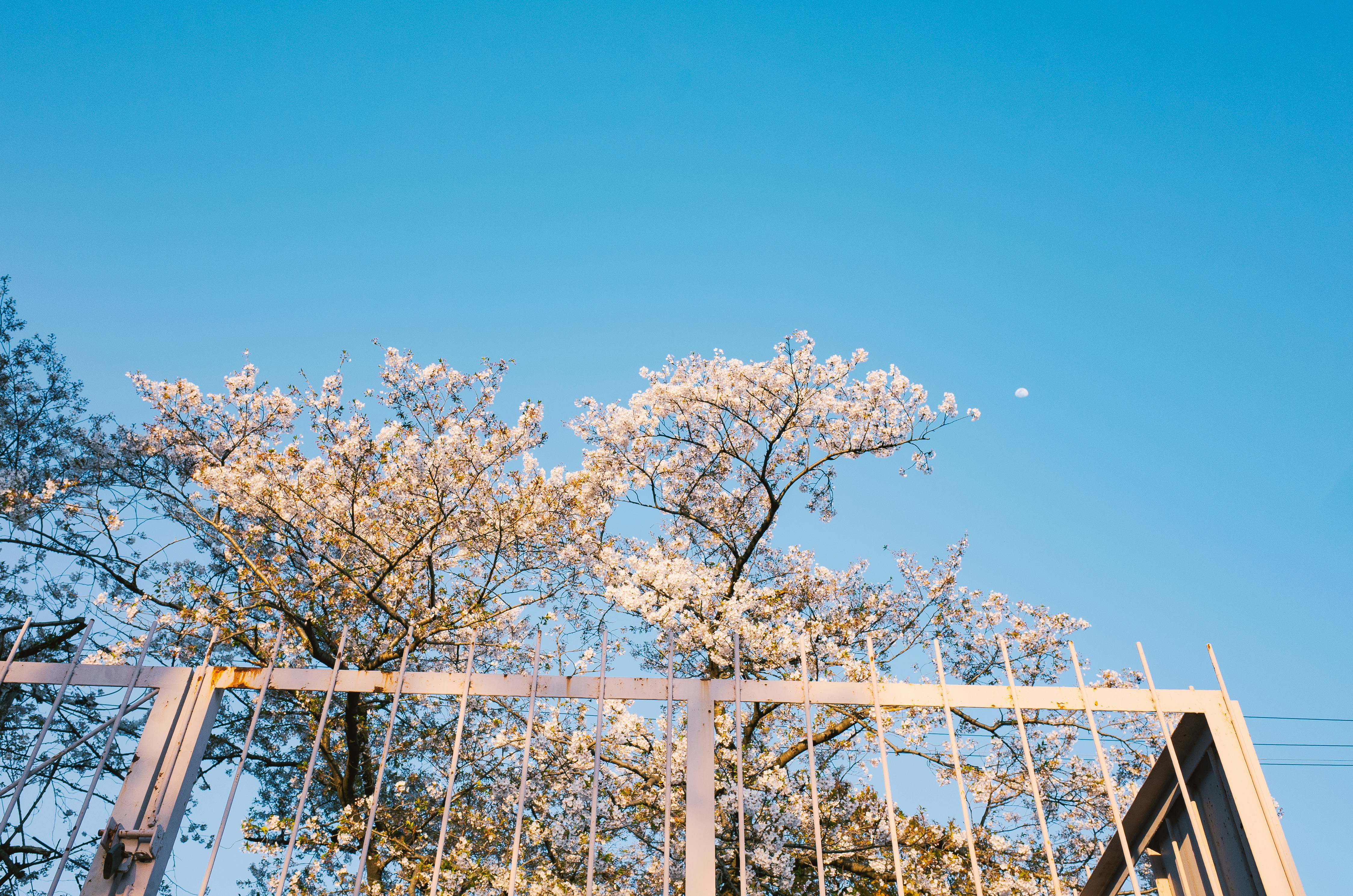 Blossoms Above the Faint Framework