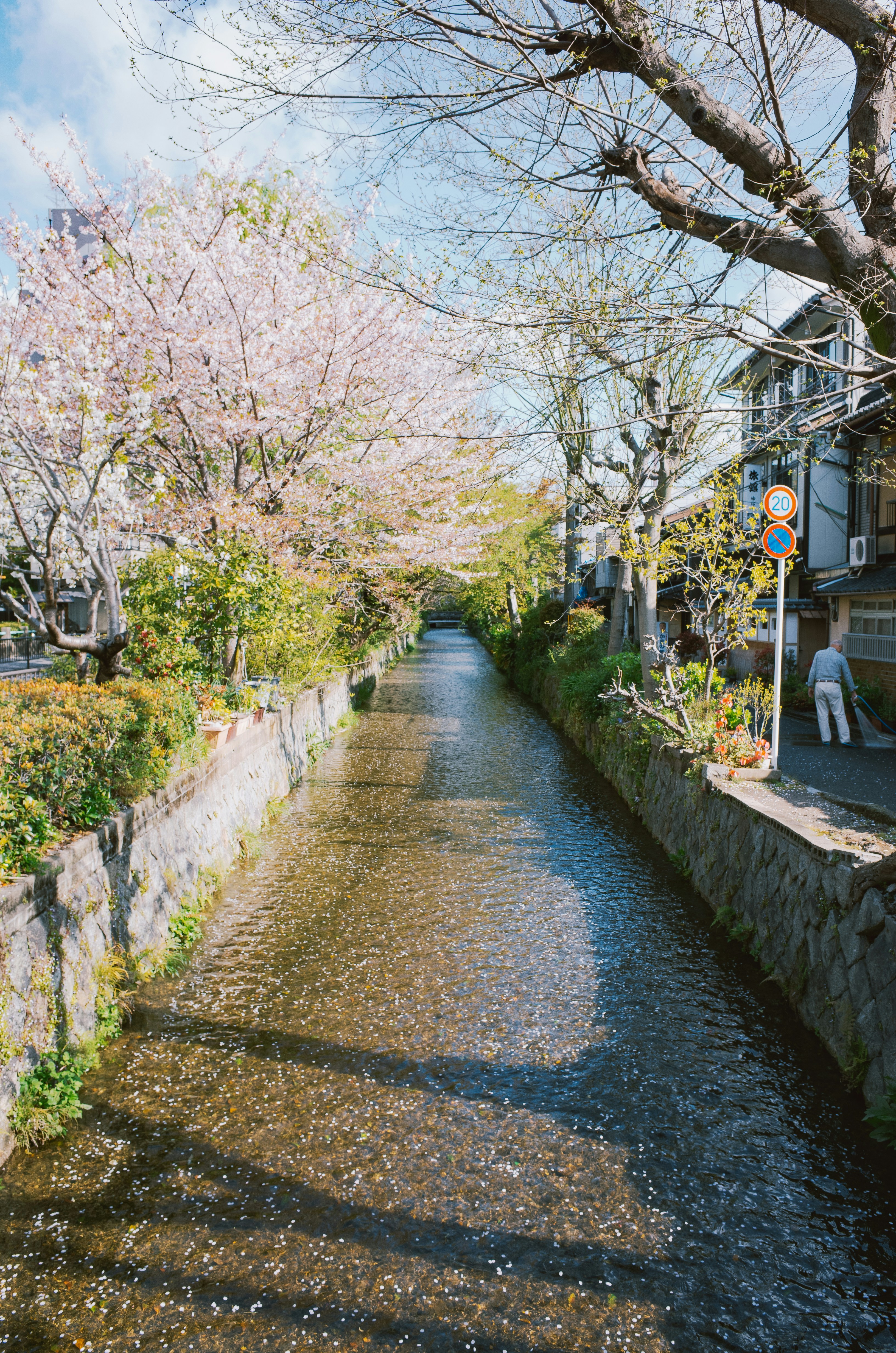 Cherry Blossom Canal: Sunlit Path Through a Quiet Waterside Street