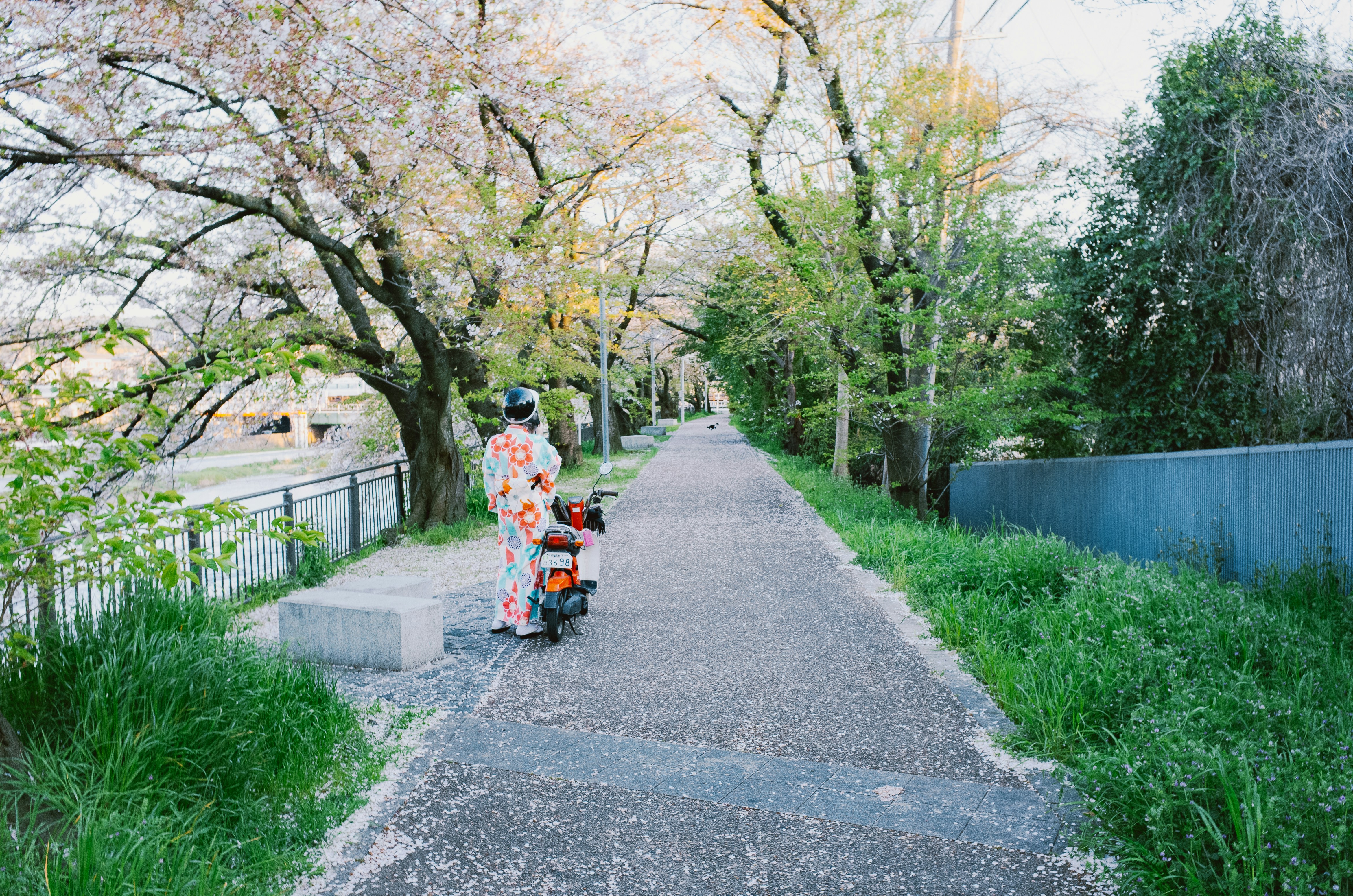 Path Through Cherry Blossom Lane: A Woman with Scooter in Quiet Park