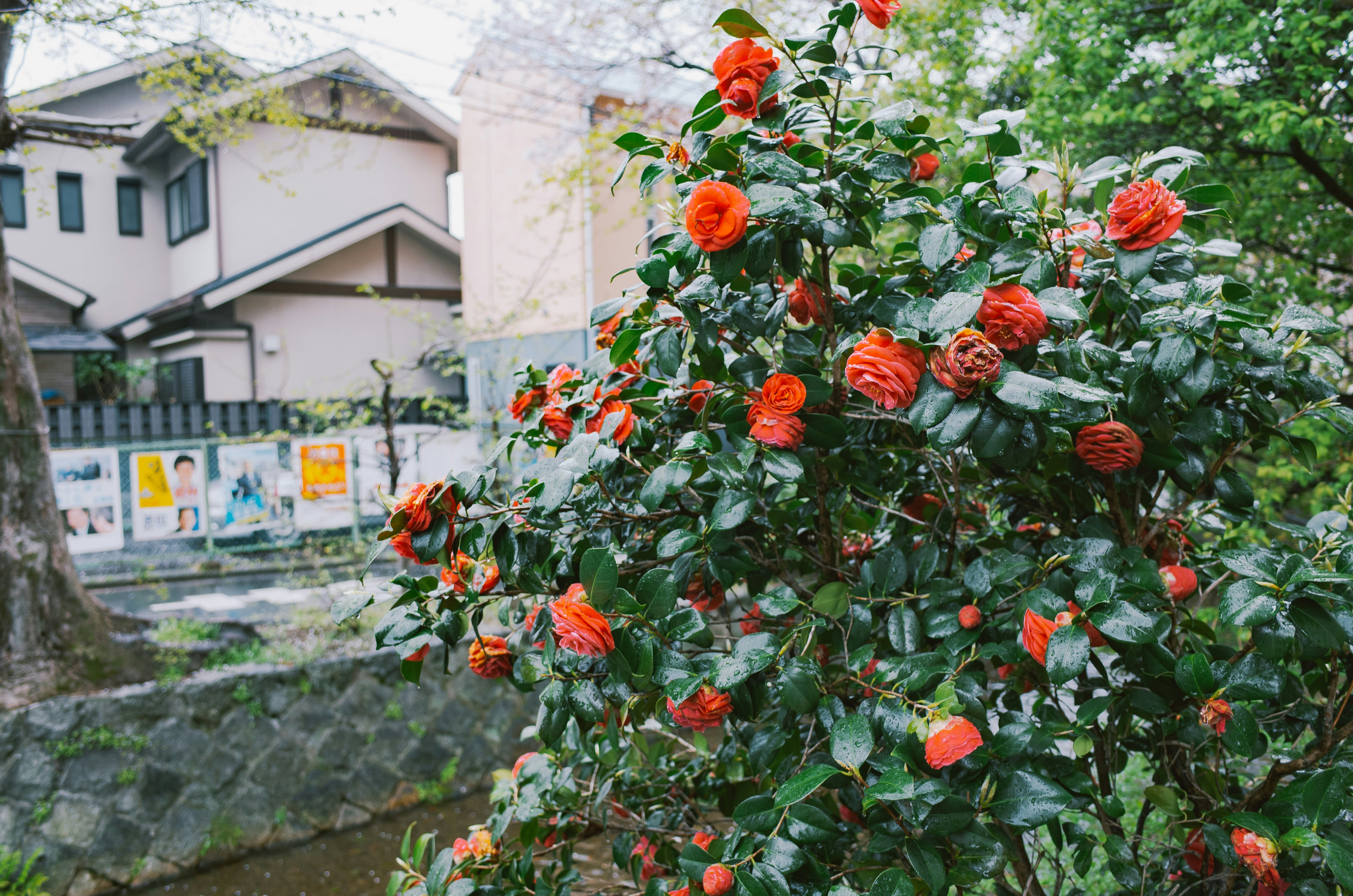 Red Camellia Bloomscape Framed by Suburban Quiet