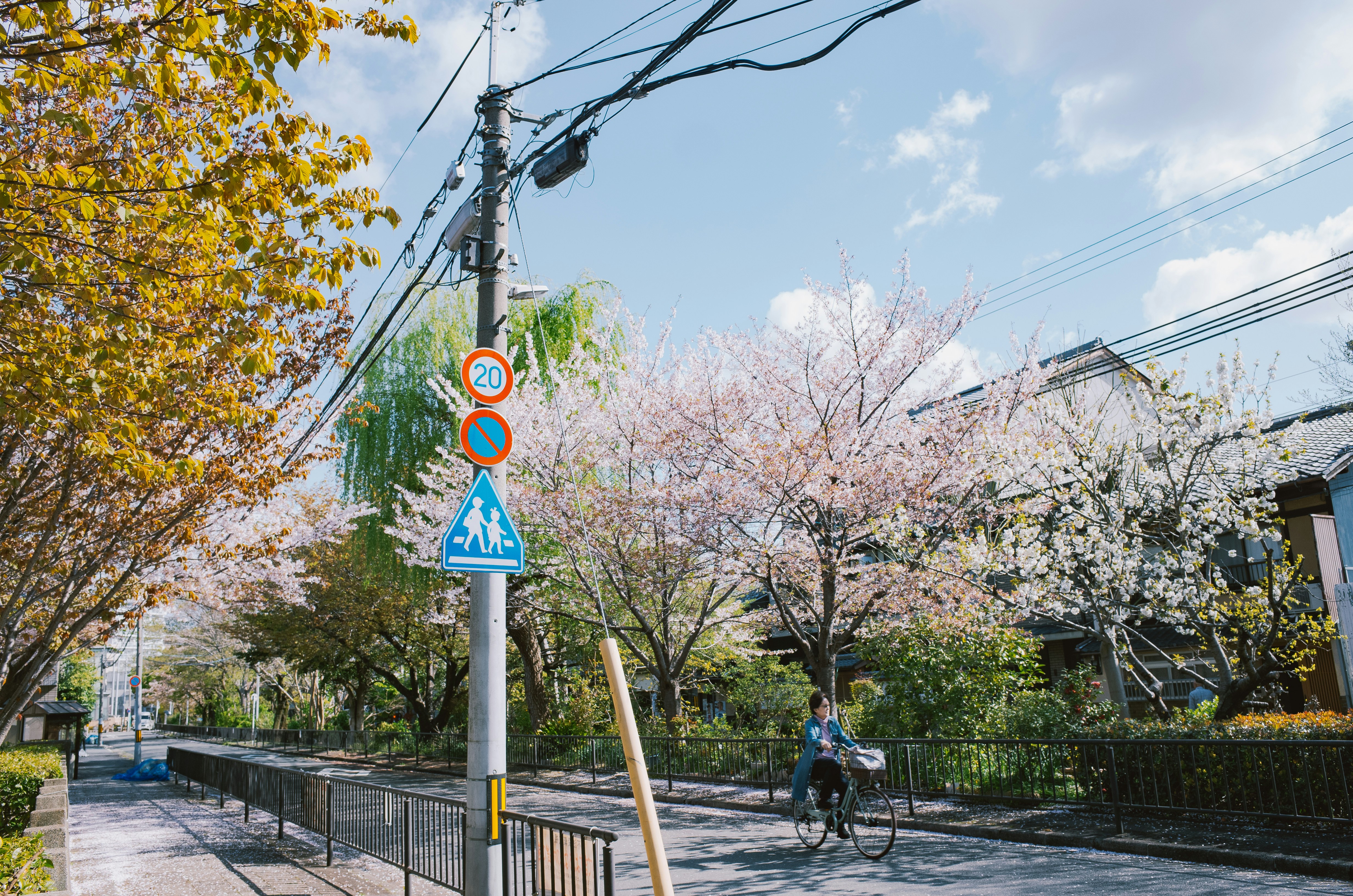 Cherry Blossom Street: A Quiet Moment Under Wire and Sign