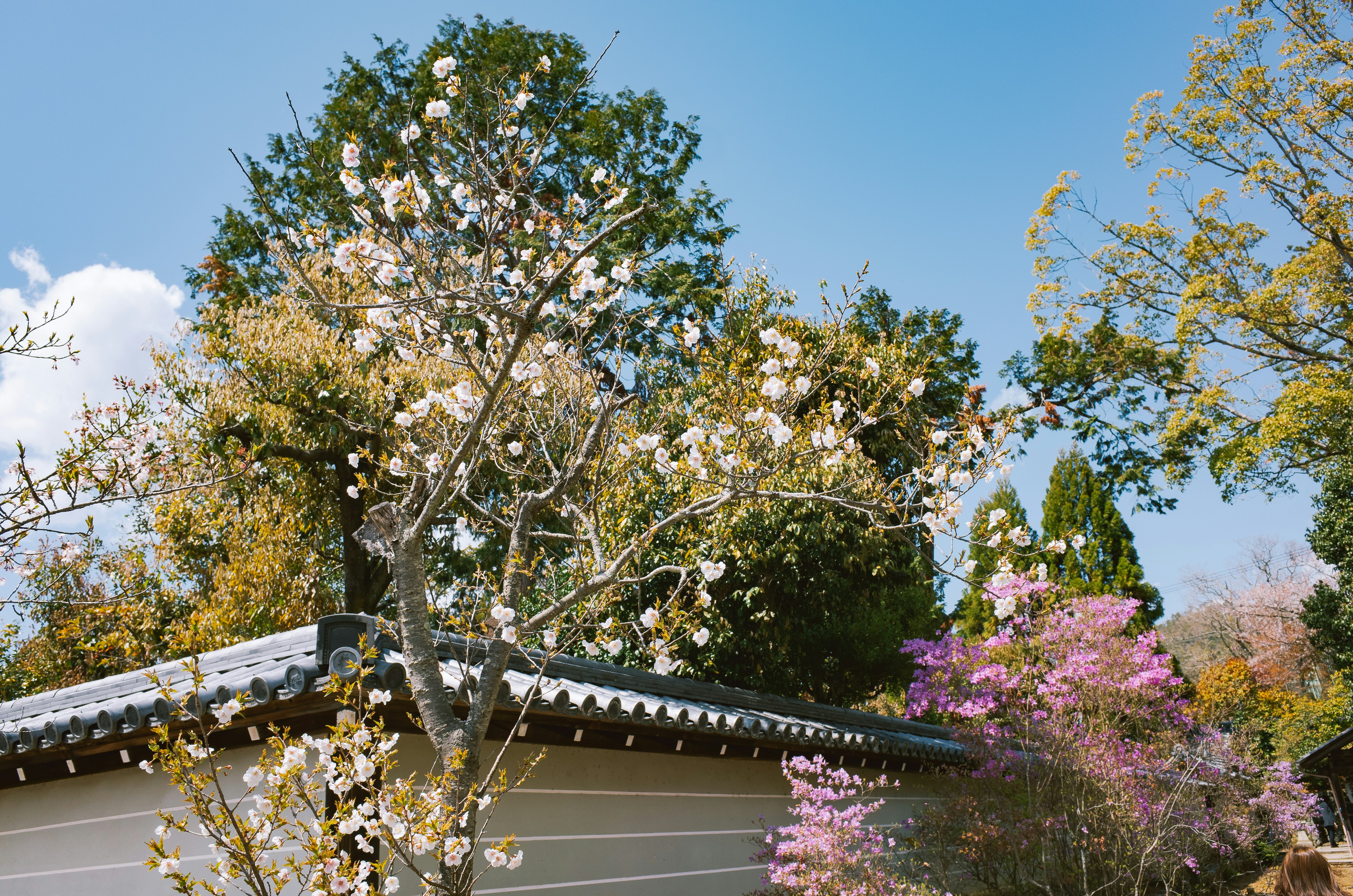 Blossoms Above a Quiet Rooftop Scene