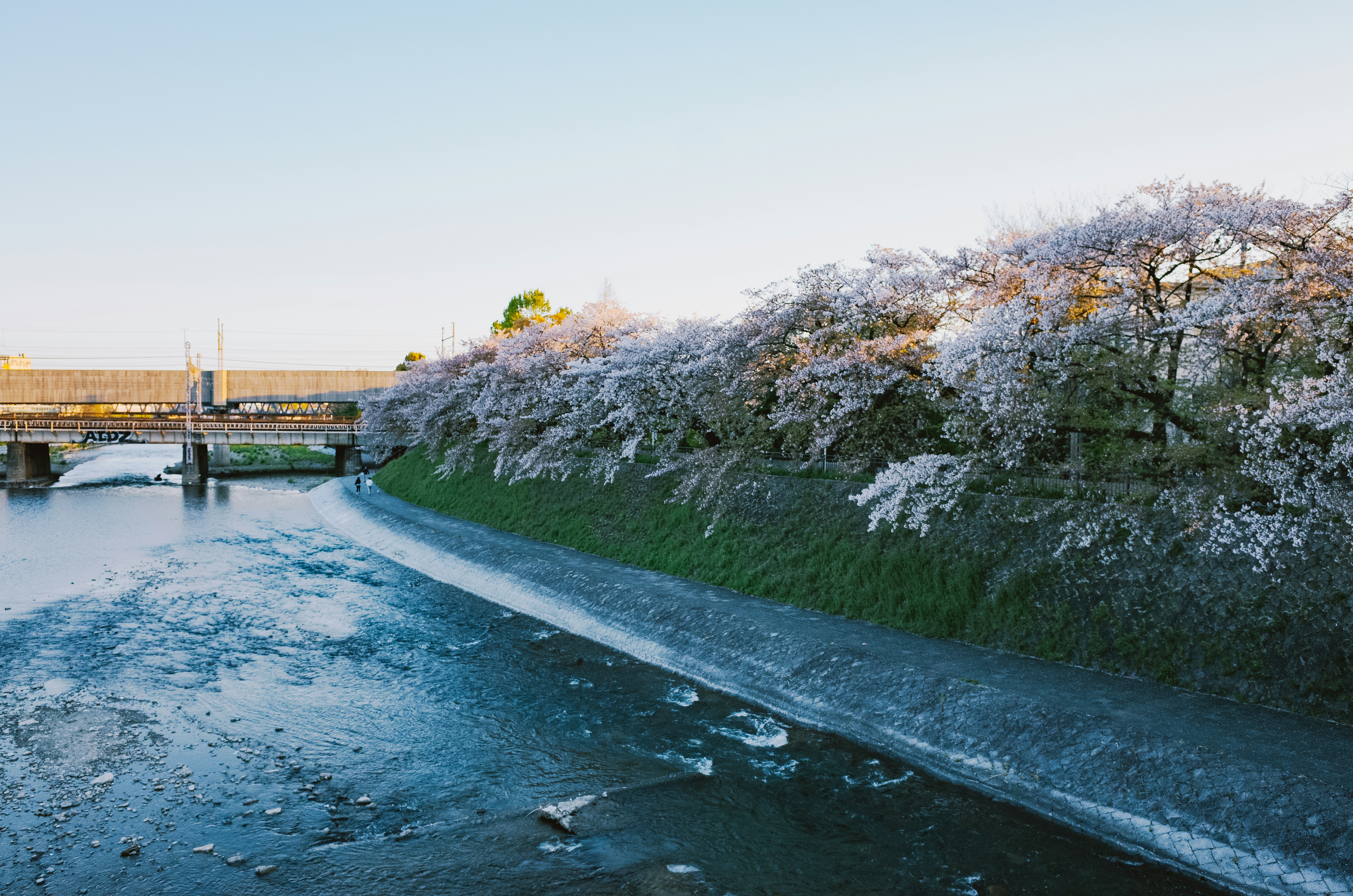 Cherry Blossom Banks by a Quiet River