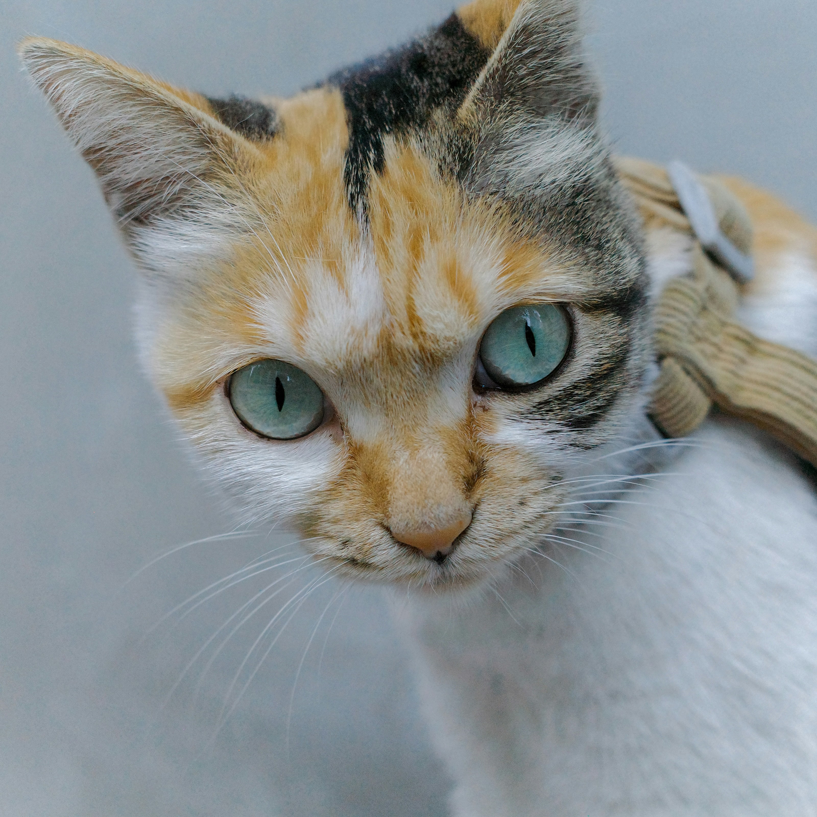 Close-up of a Calico Cat with Teal Eyes and Soft Fur