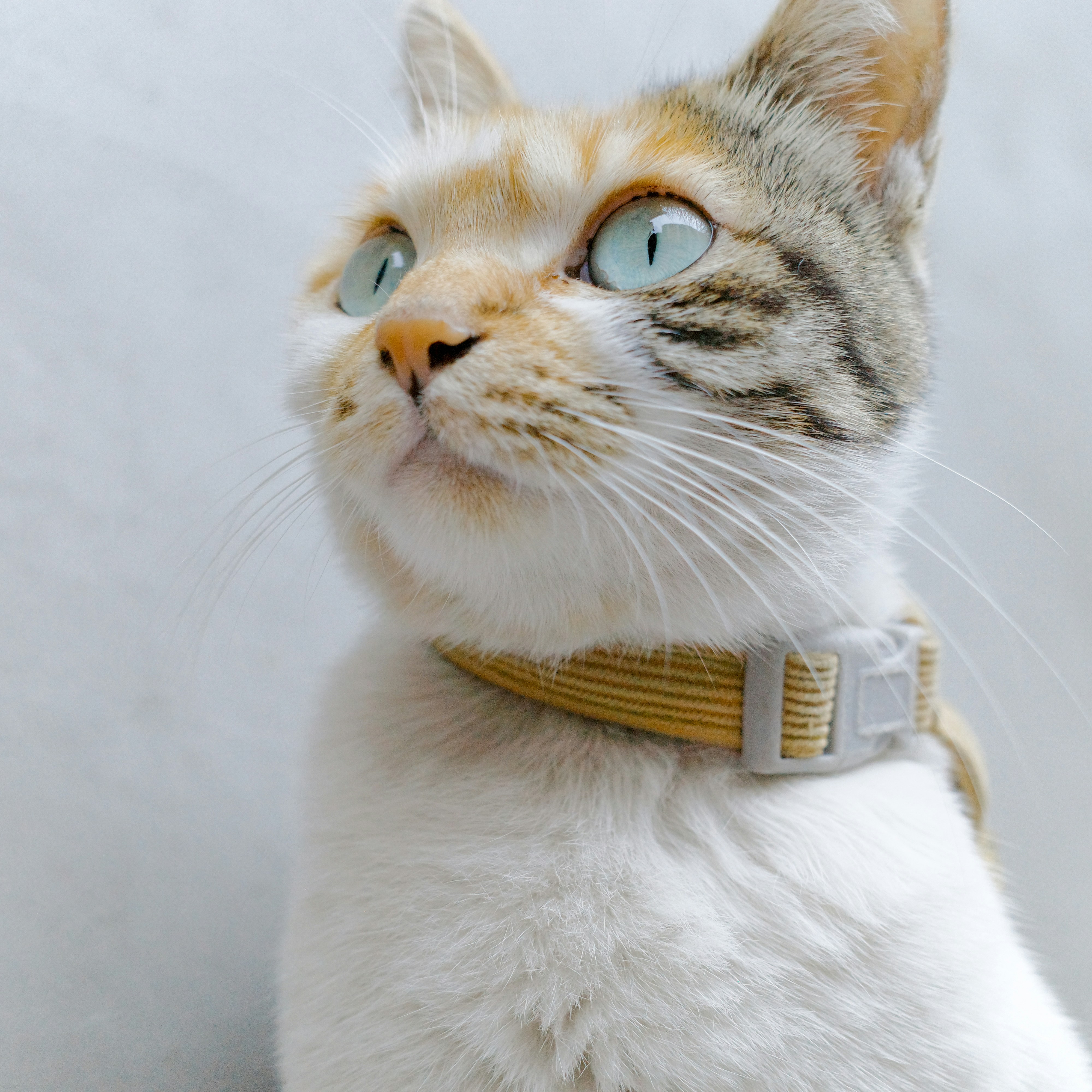 Emergent Gaze: A Curious Cat in Soft Light