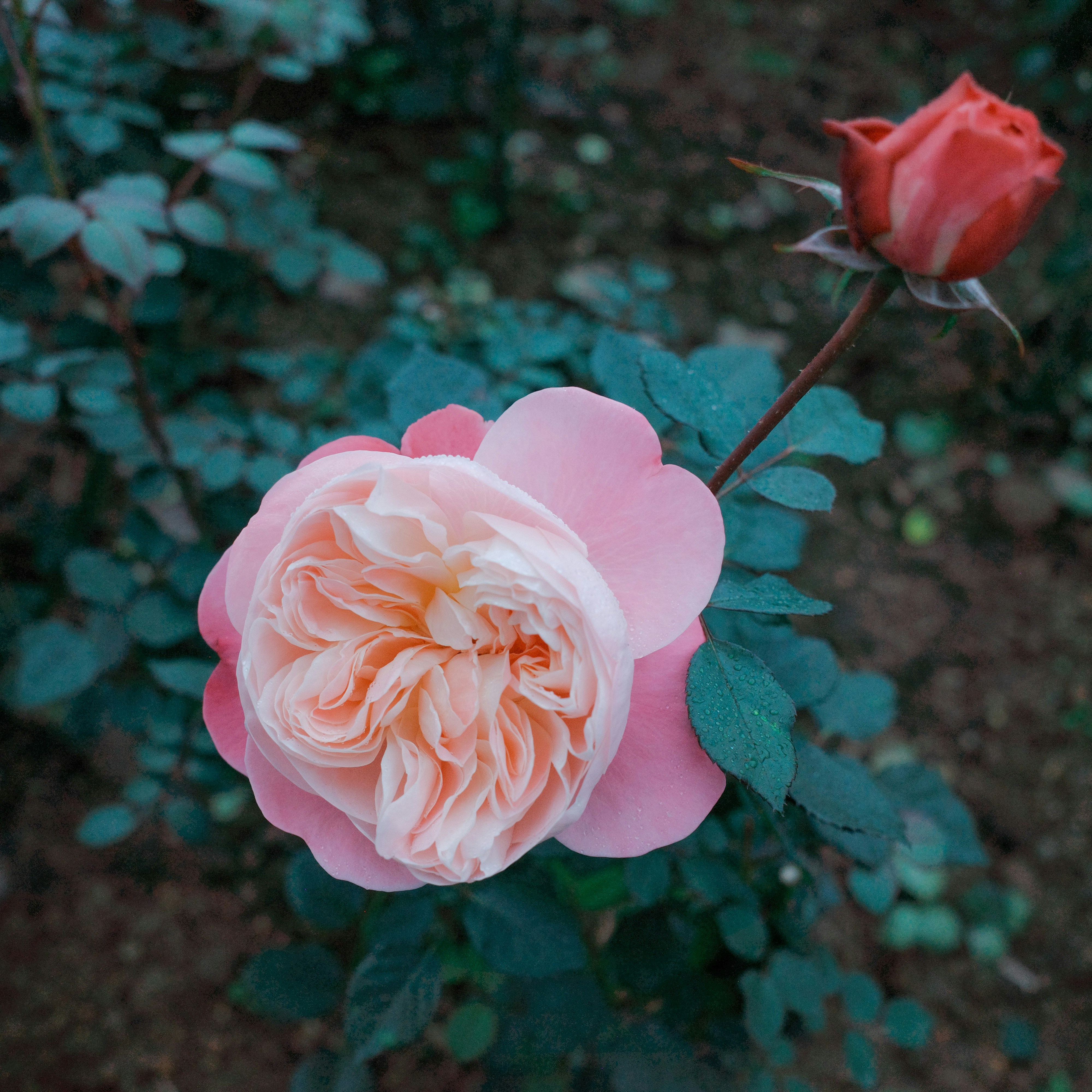 Soft Rosette in Focus: A Pink-White Bloom Amid Greenery
