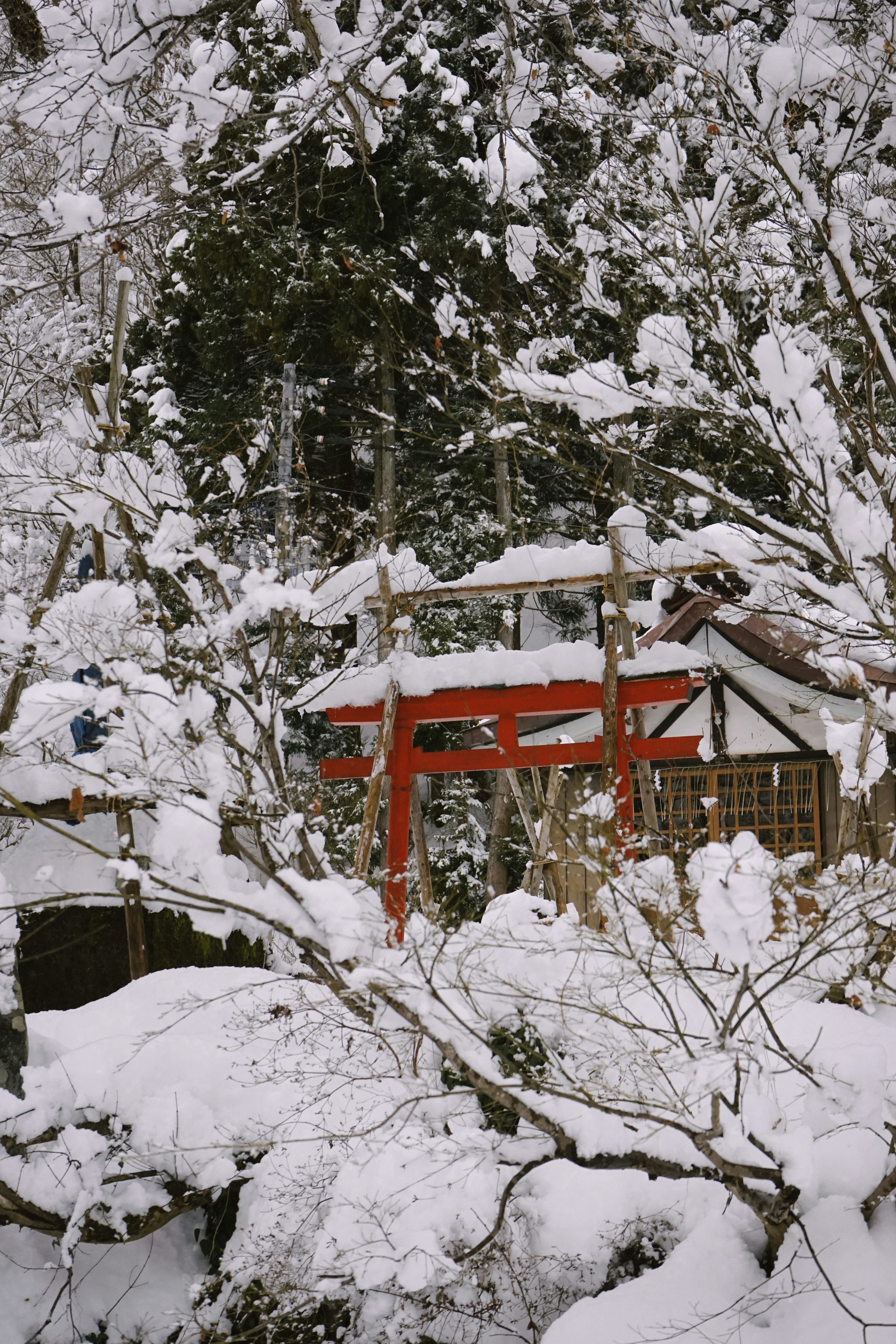 Crimson Torii in a Winter Shroud