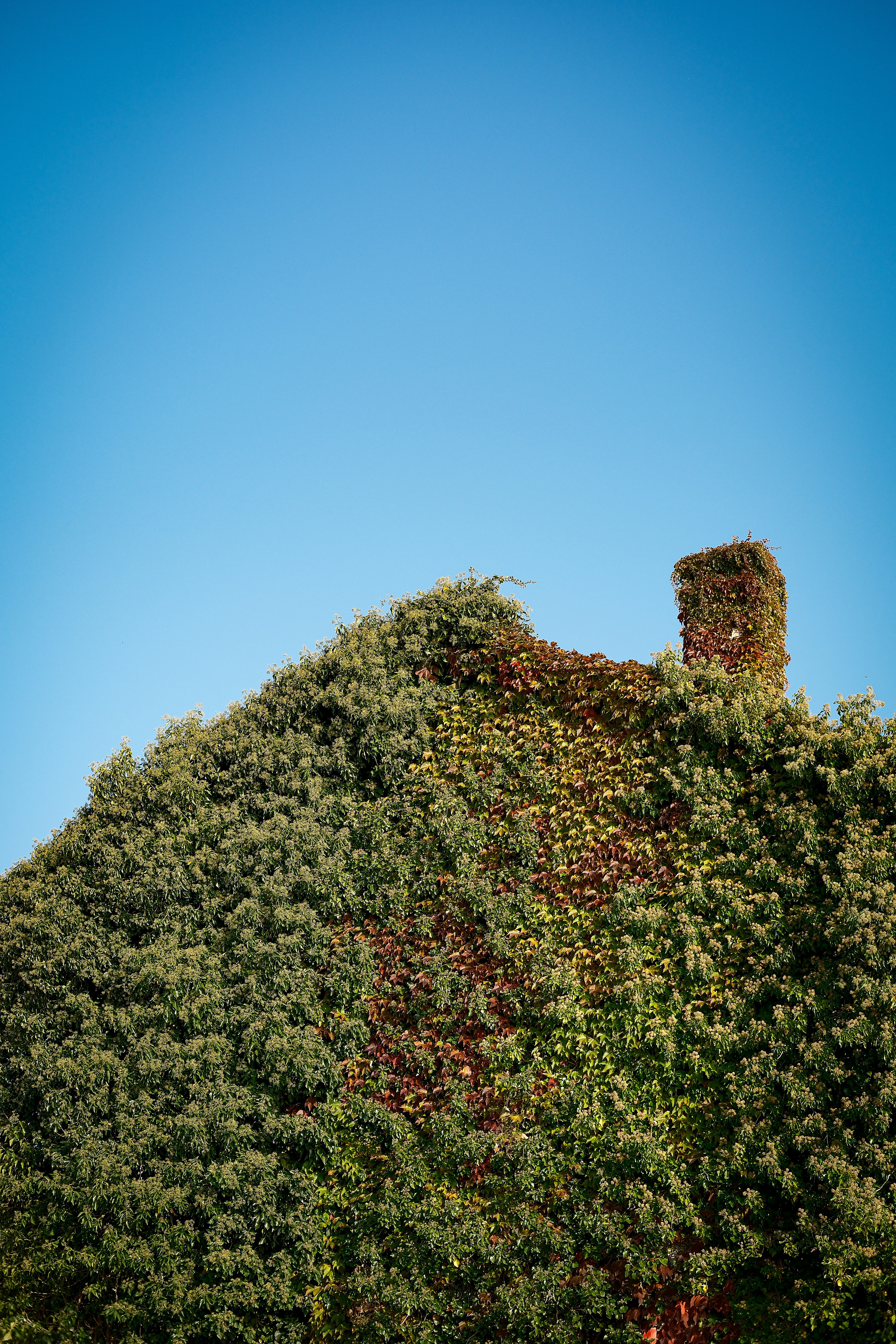 Overgrown Roofline: Ivy-Covered Chimney Emerges from a Verdant Wall