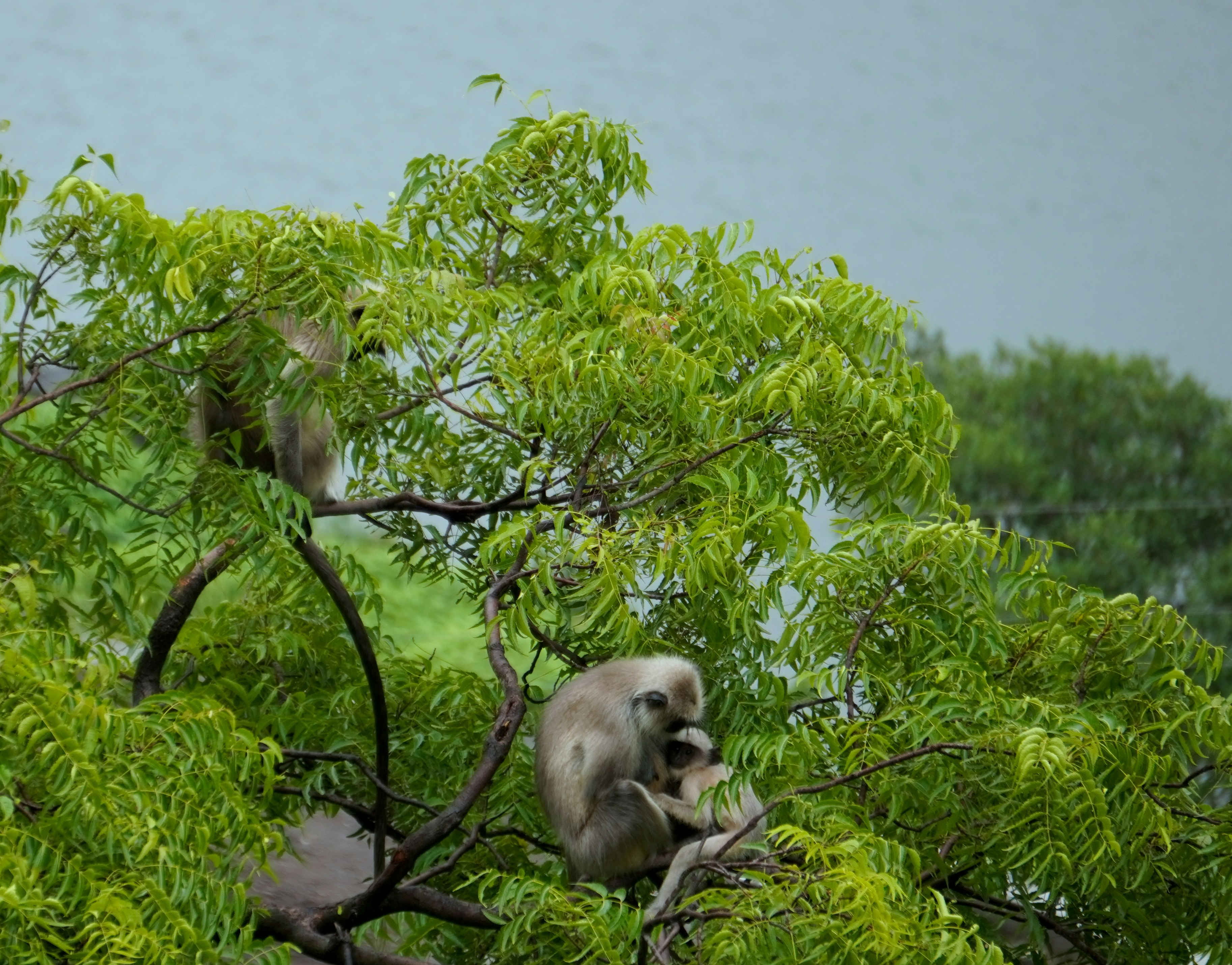 Primed in the Canopy: a lone monkey in fresh green foliage
