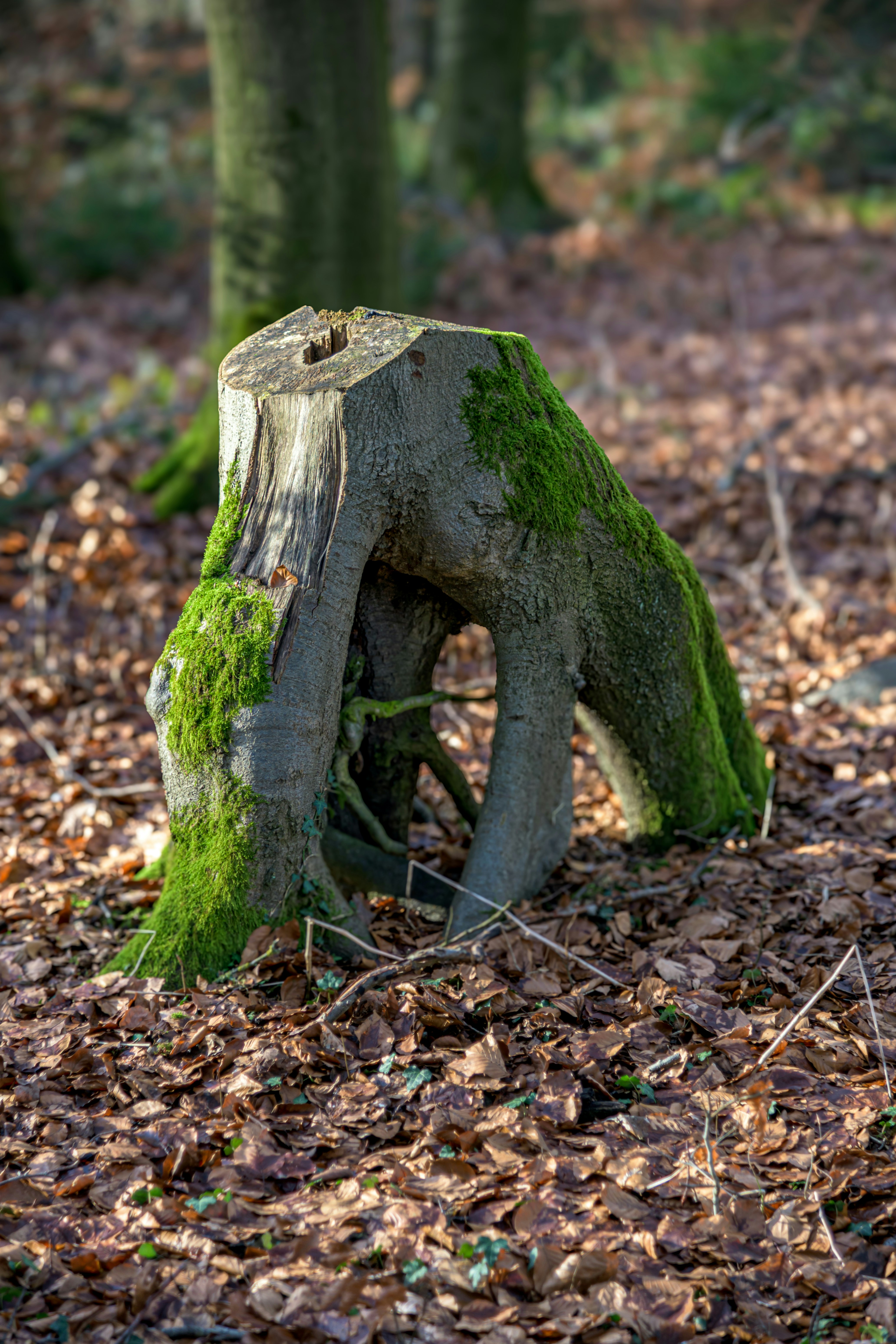  Moss-Covered Stump in Autumn Forest